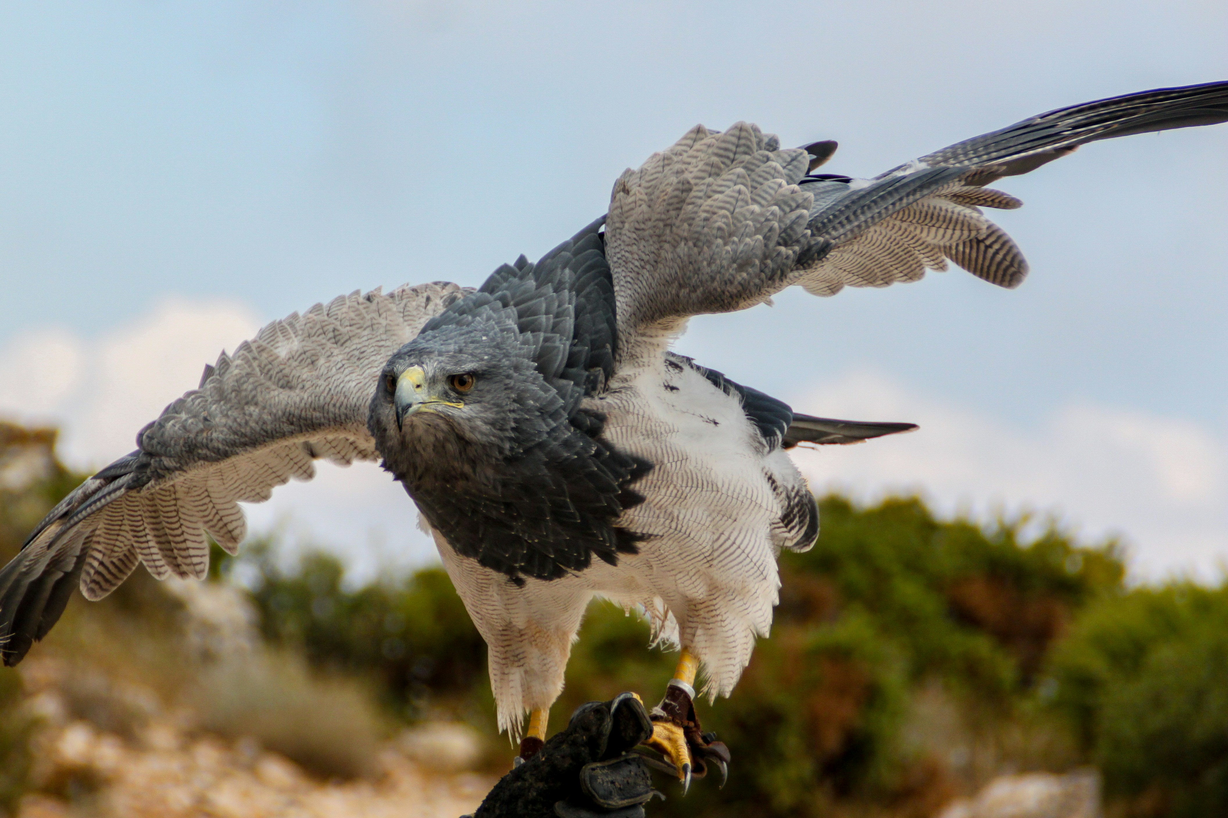 White and grey bird flying during daytime photo – Free Animal Image on ...