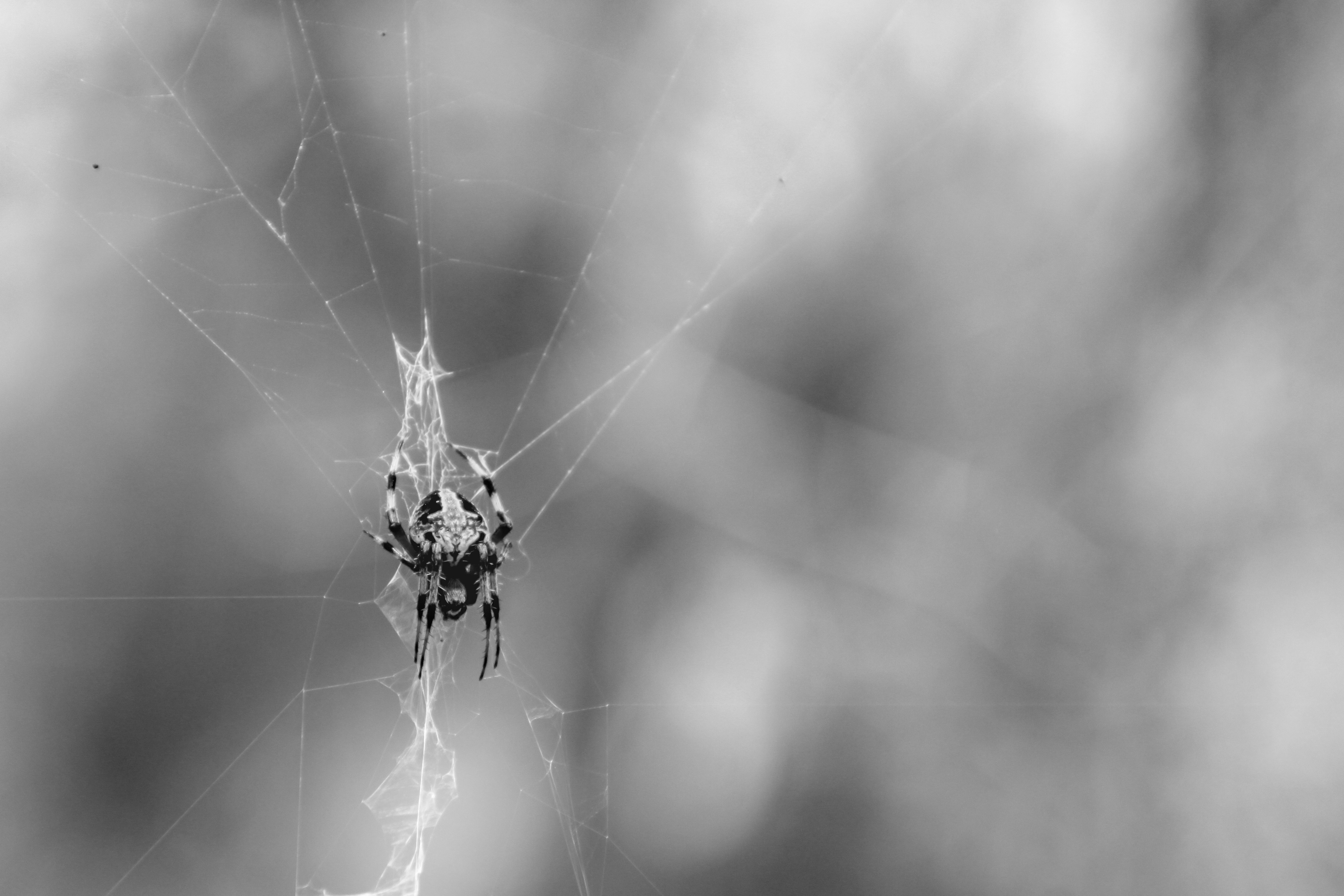 spider web on spider web in close up photography