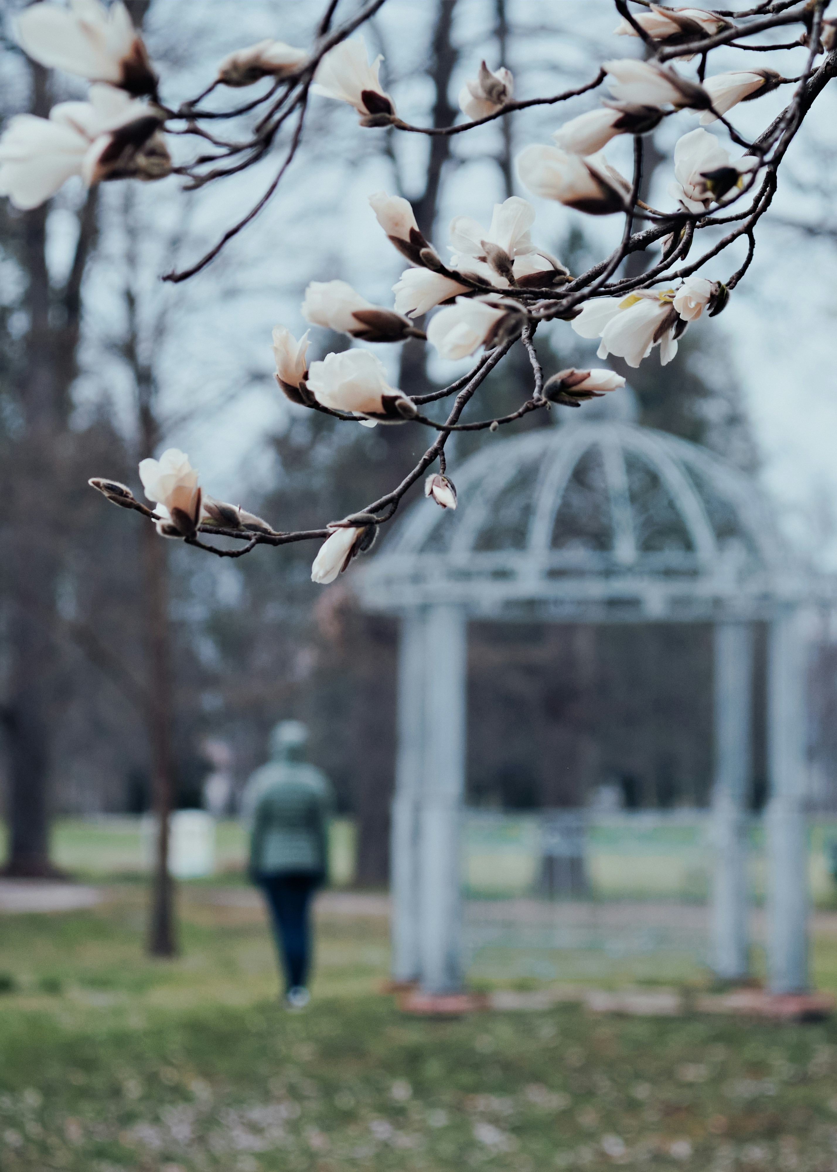 Whispers of Spring in a Quiet Park