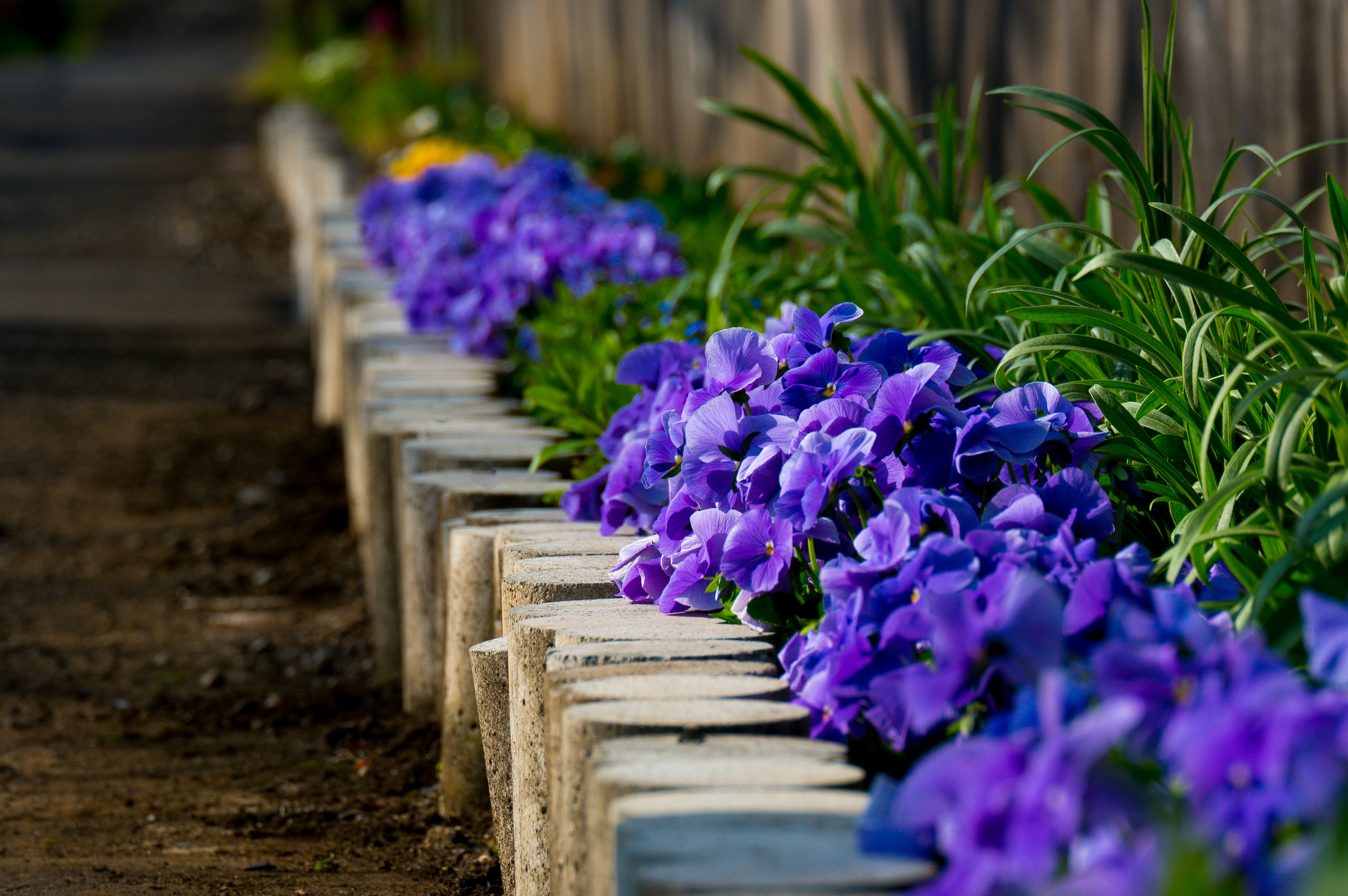 Vibrant purple pansies line a stone border, contrasting with lush green foliage under soft sunlight.