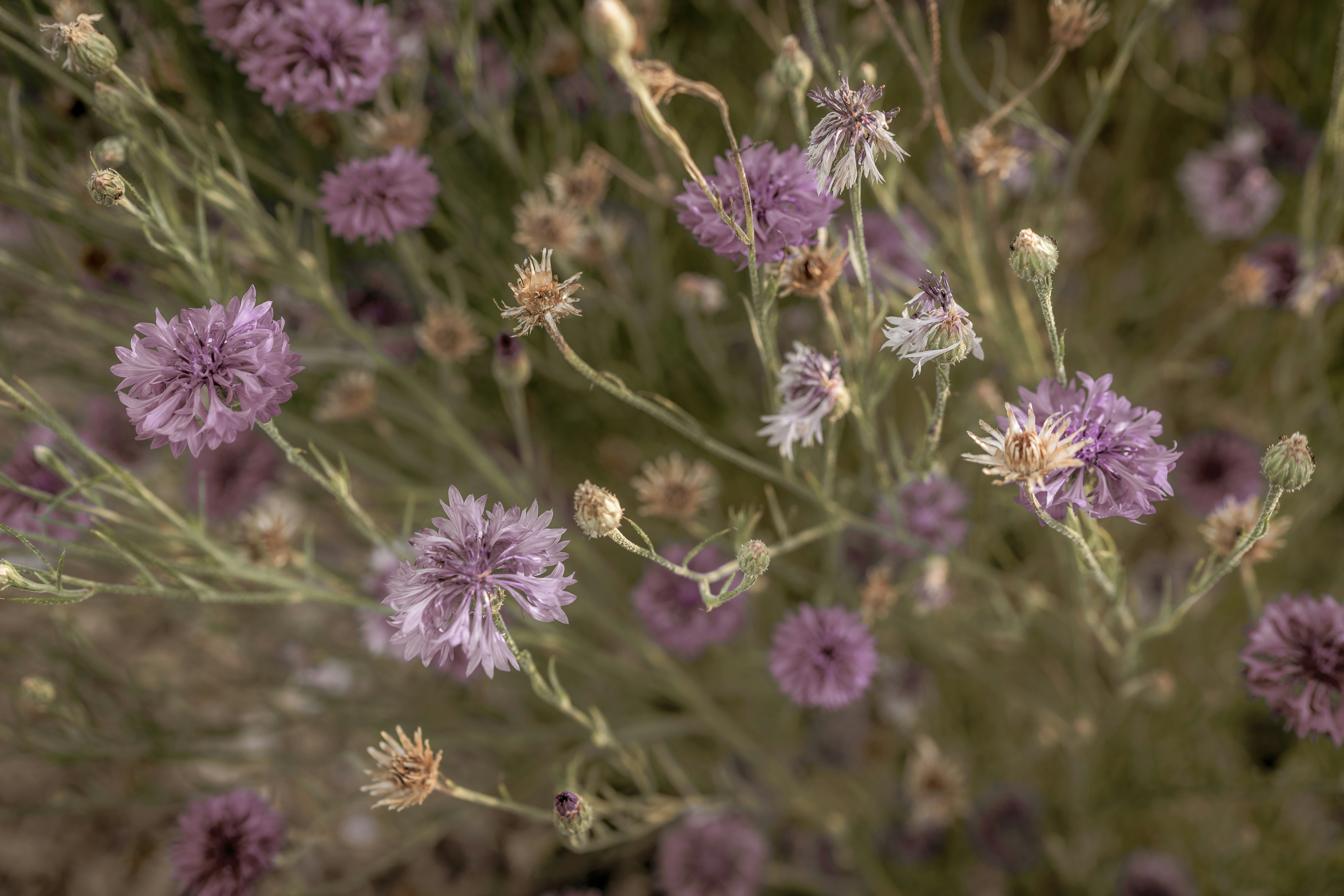 Delicate purple wildflowers bloom amidst a backdrop of soft green foliage, showcasing nature's intricate beauty.