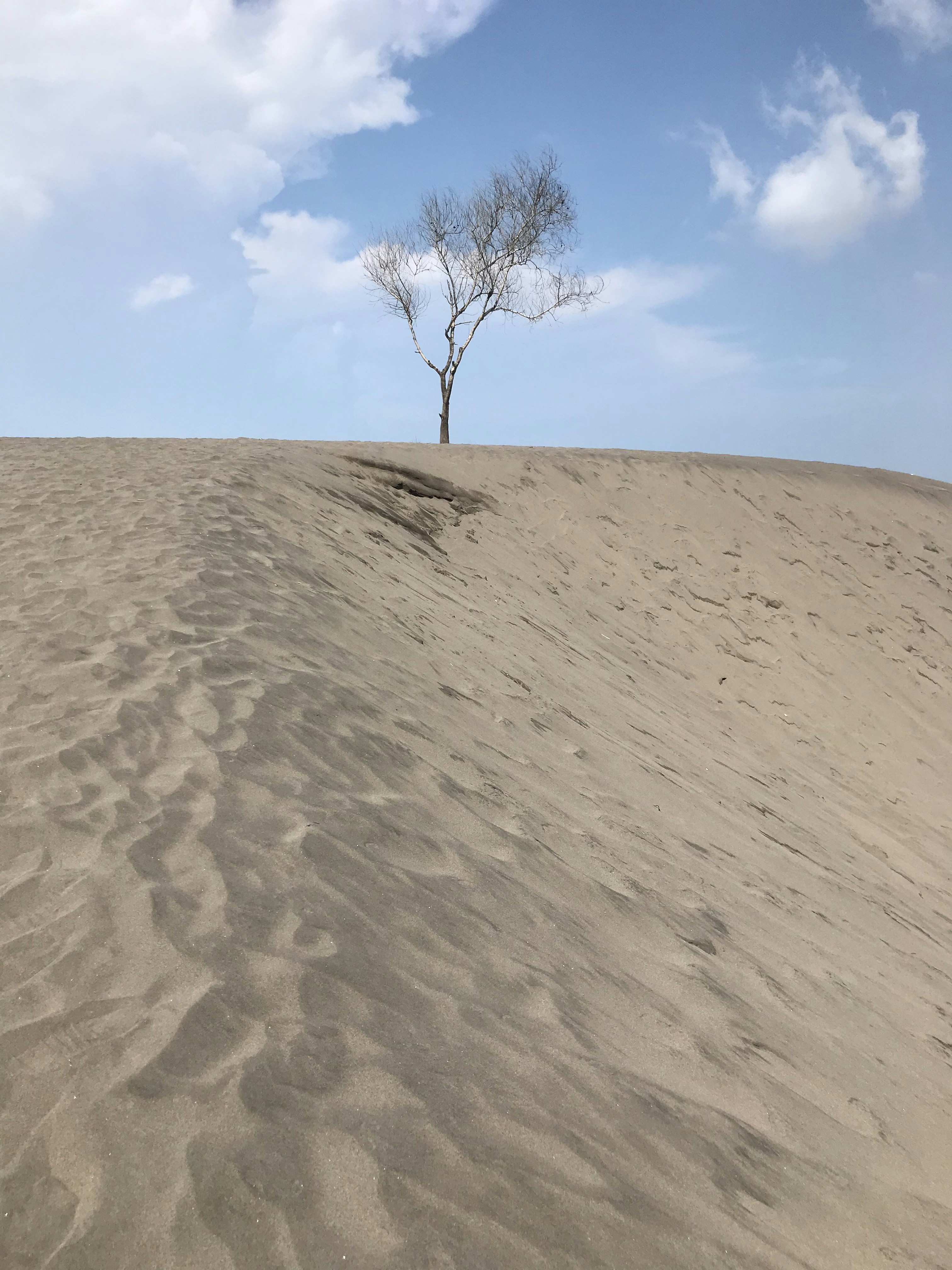 A lone tree stands atop a sandy dune under a vast sky, symbolizing resilience in a barren landscape.
