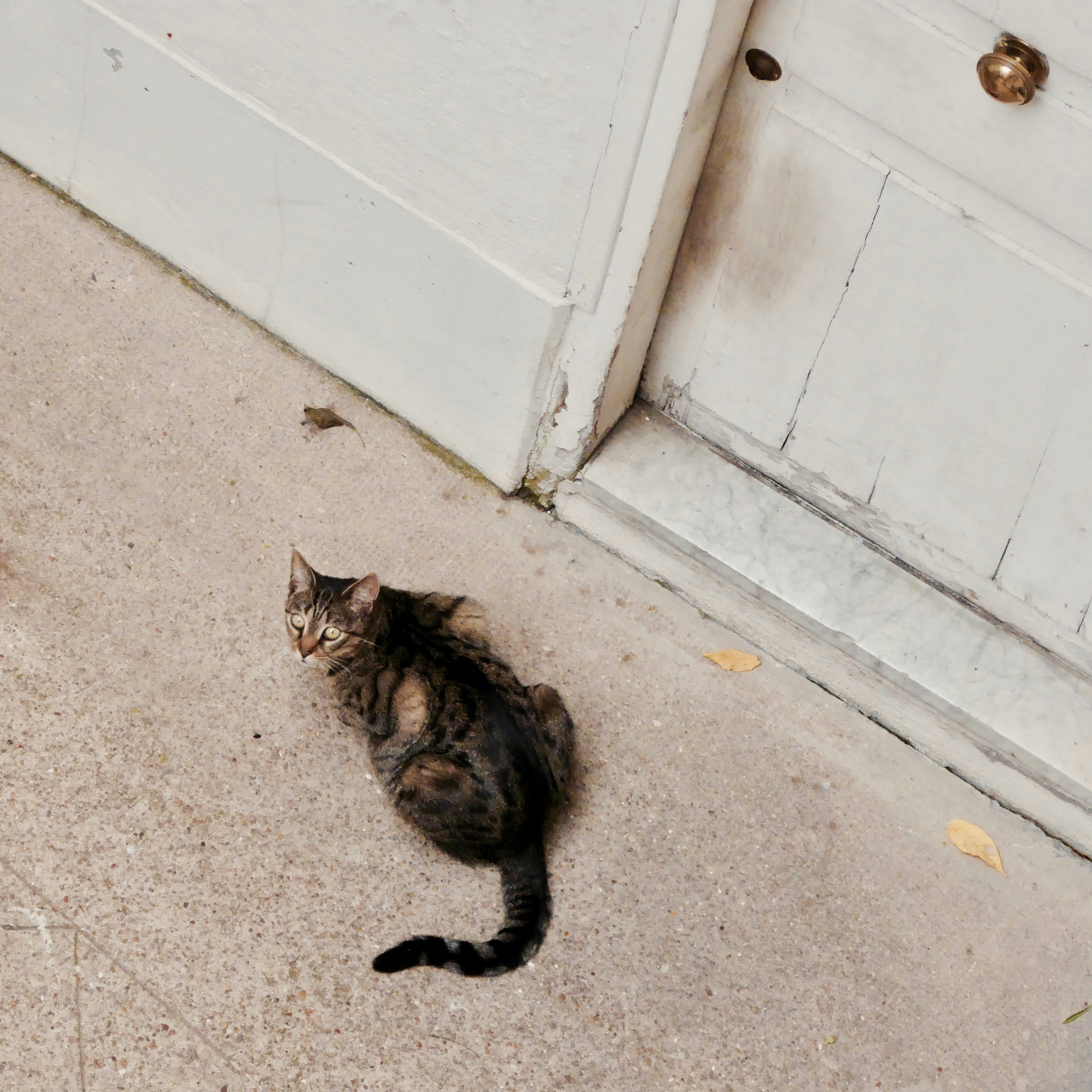 A curious tabby cat lounging on a concrete floor near a weathered door, exuding a sense of calm and curiosity.