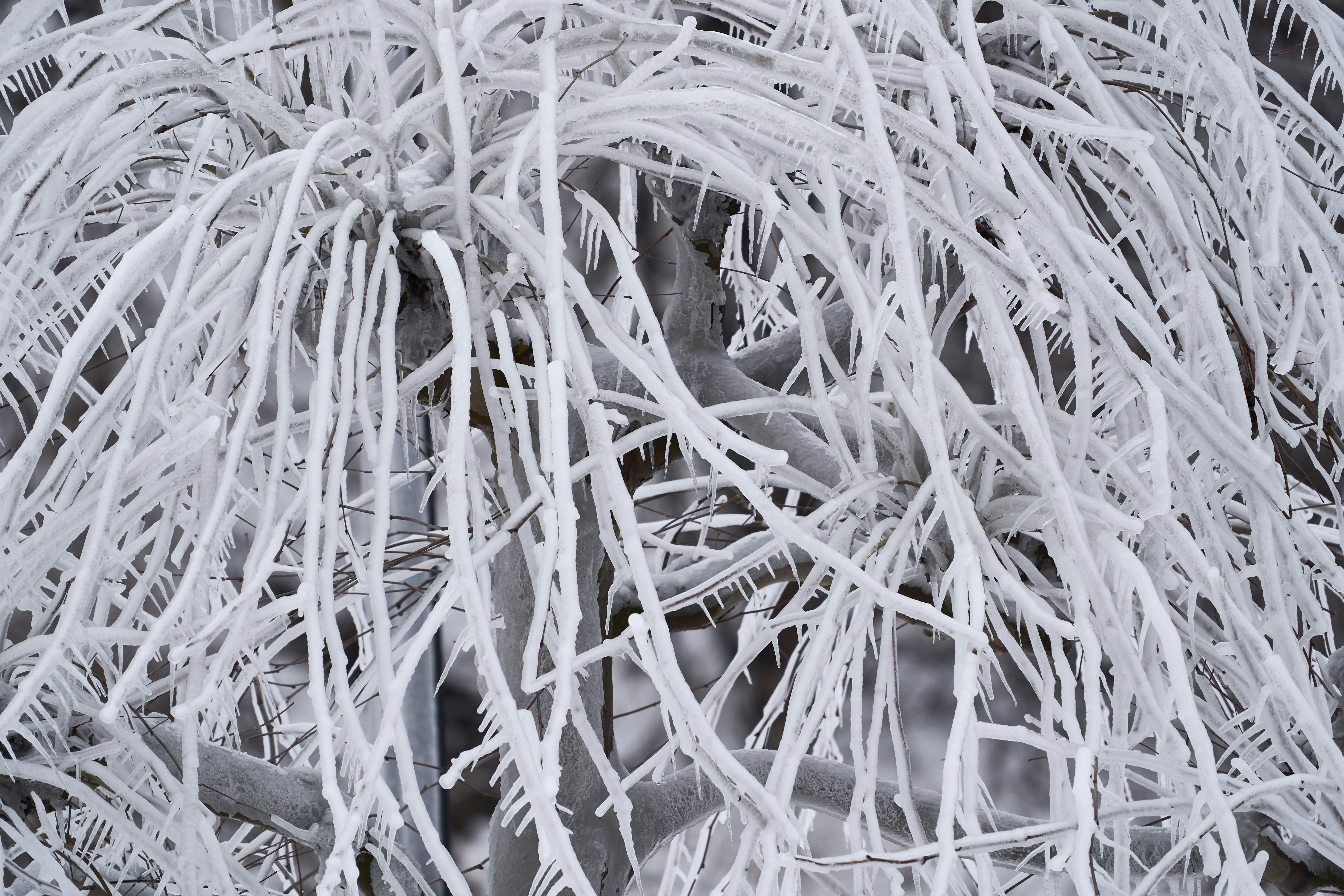 White and gray tree branch photo – Free Grey Image on Unsplash