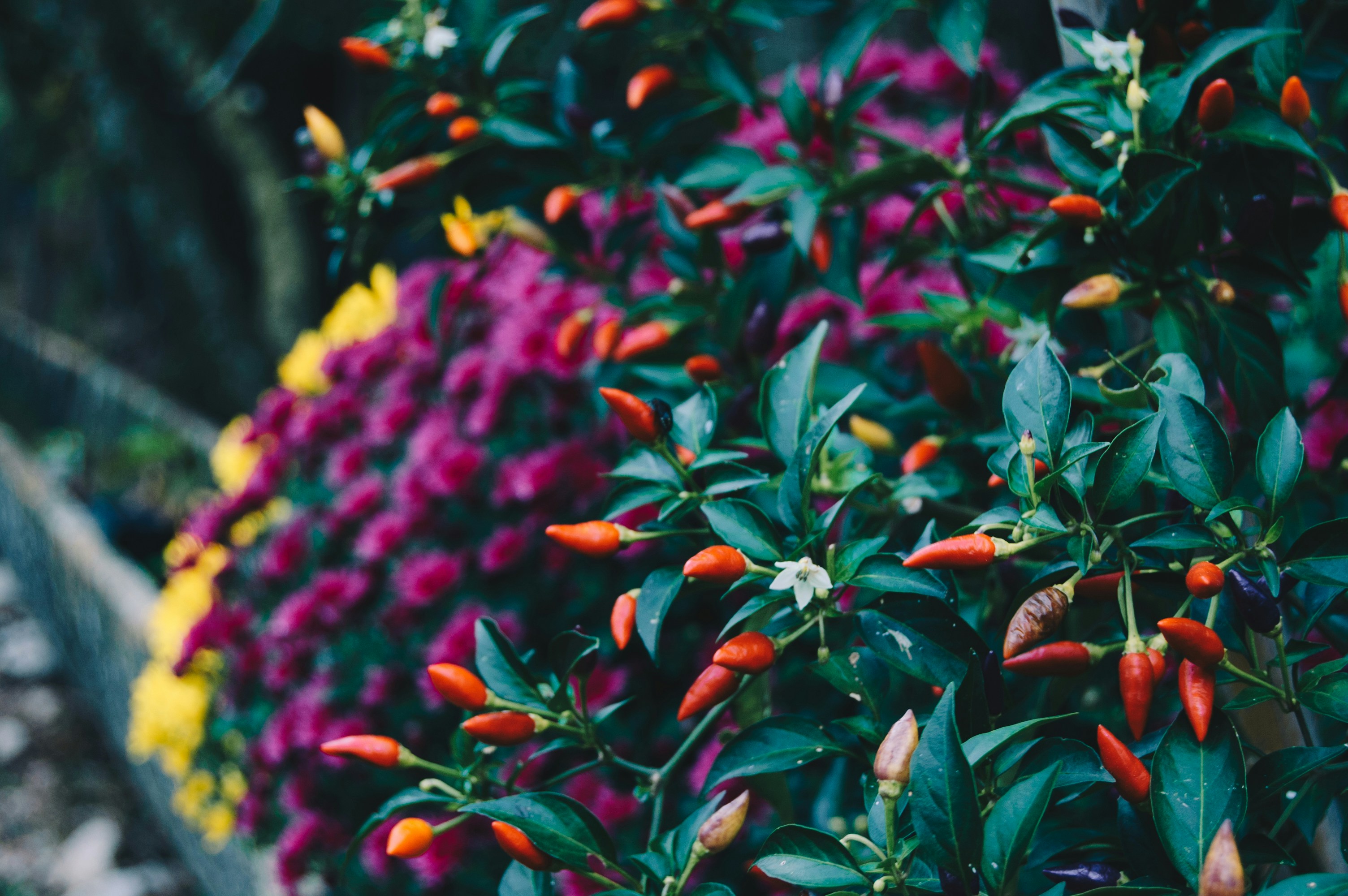 Bold Orange Berries Against Lush Greenery