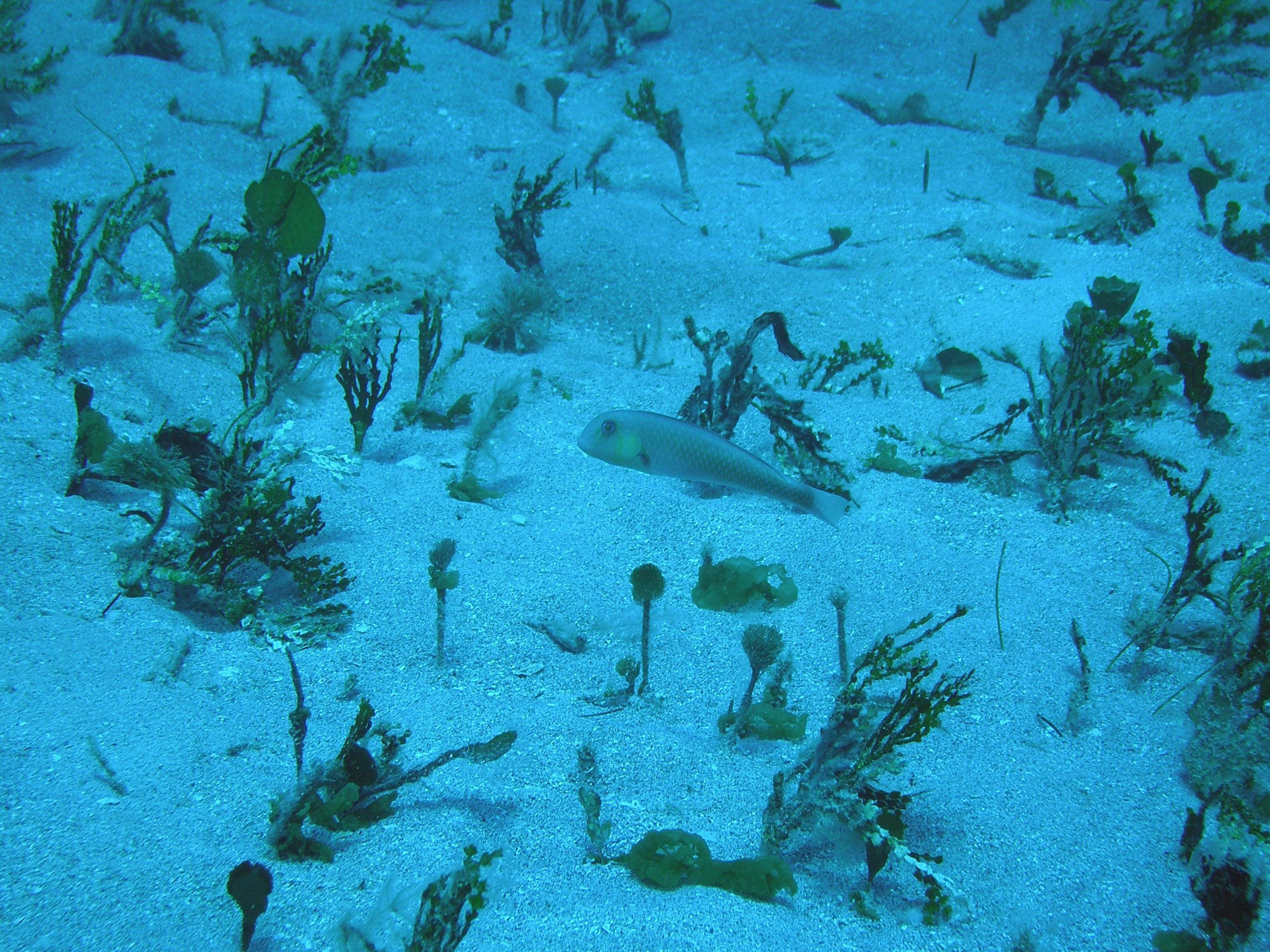 Scuba Diving Safety Quiz