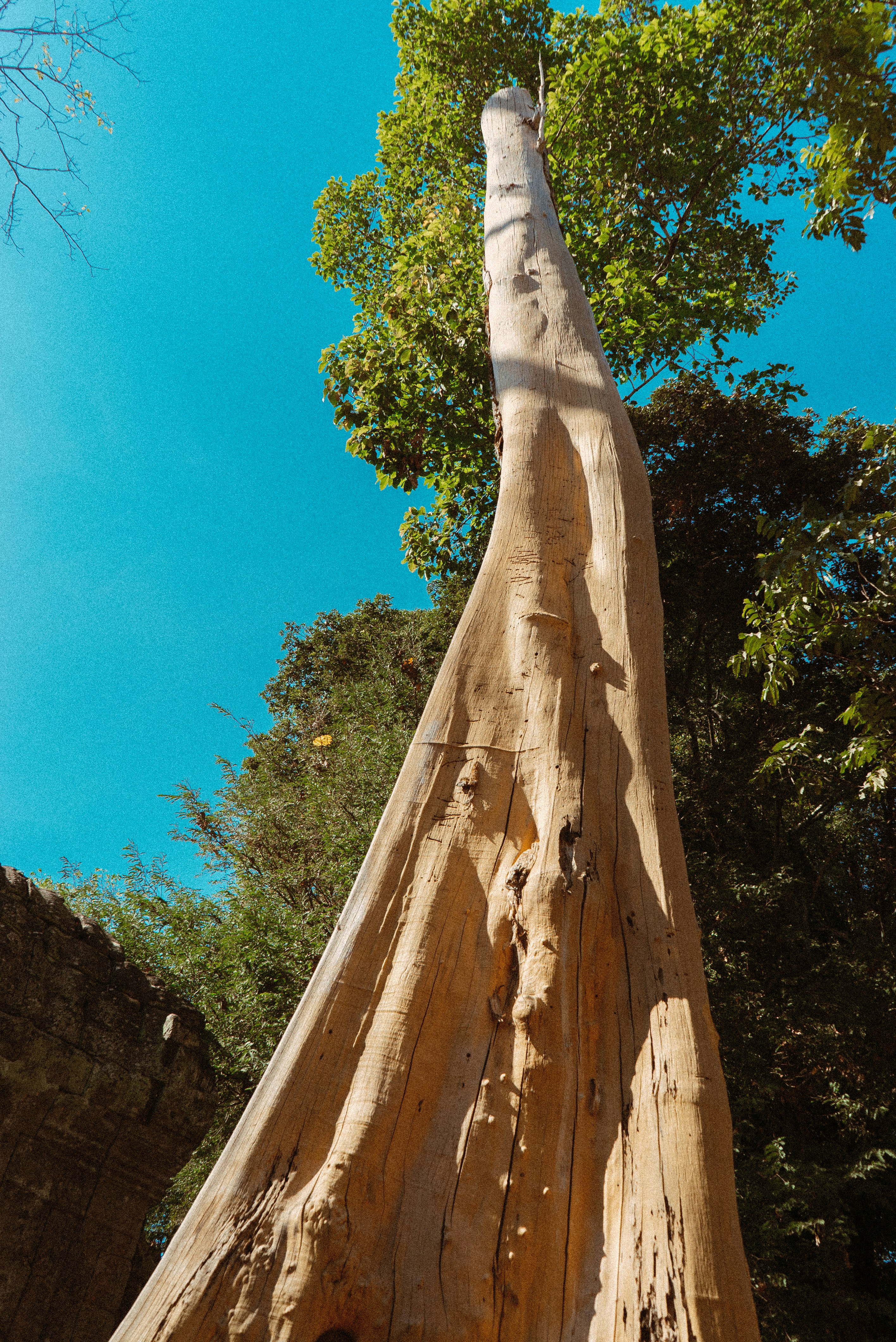Brown tree trunk under blue sky during daytime photo – Free Krong siem ...