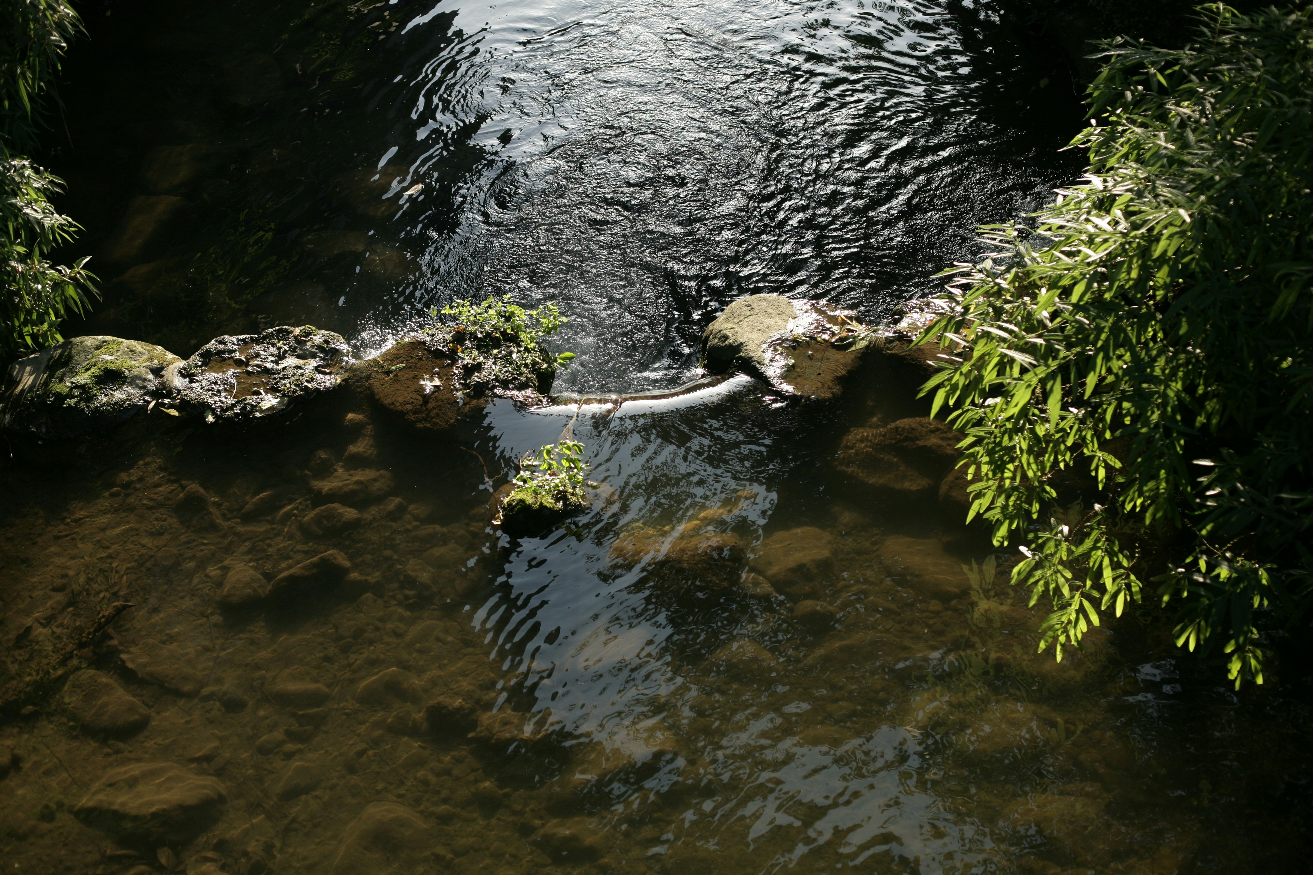 Stone Ribbon Across a Quiet Woodland Stream