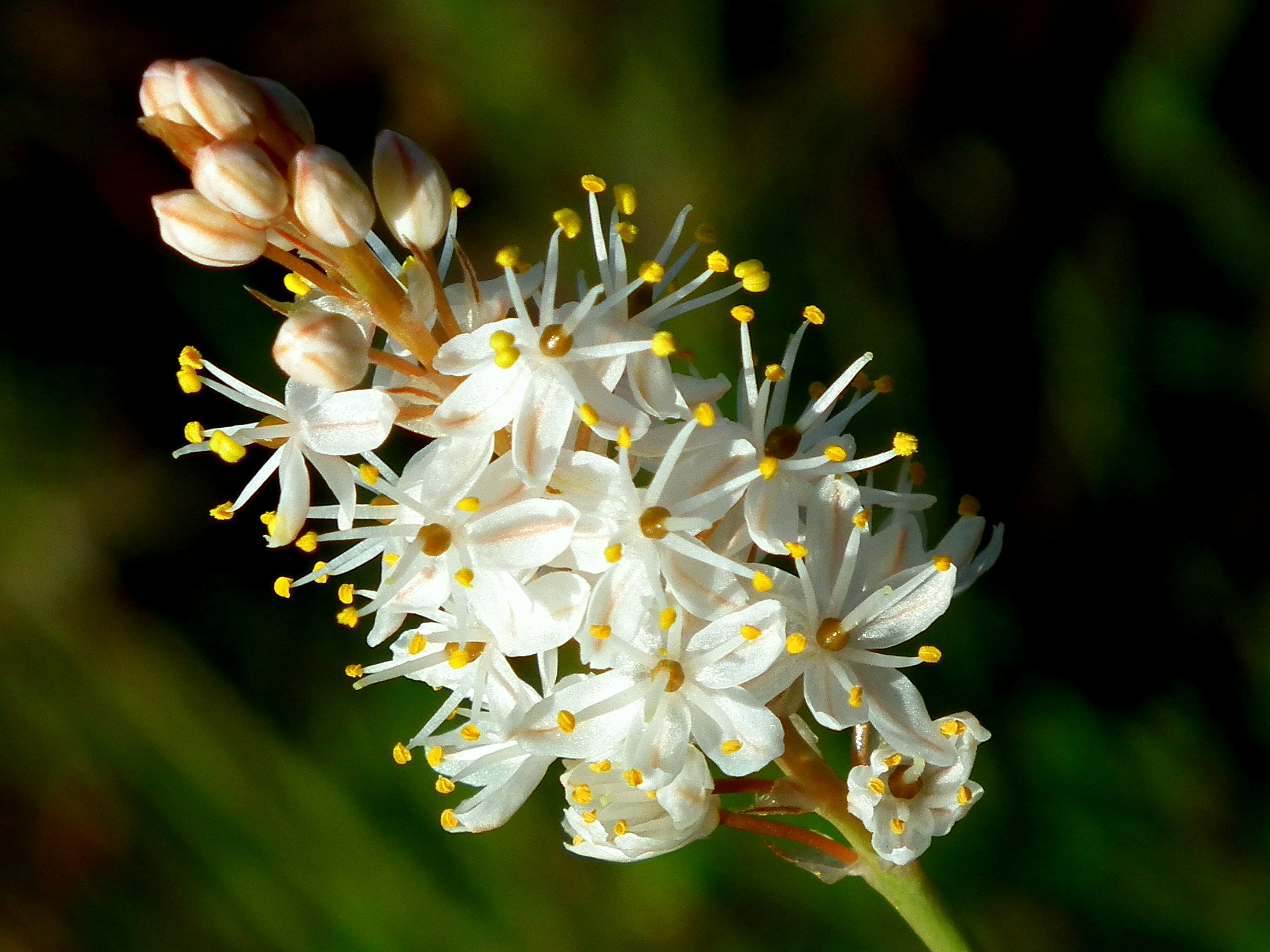 Stamen Spotlight: White Floral Cluster in Velvet Backdrop
