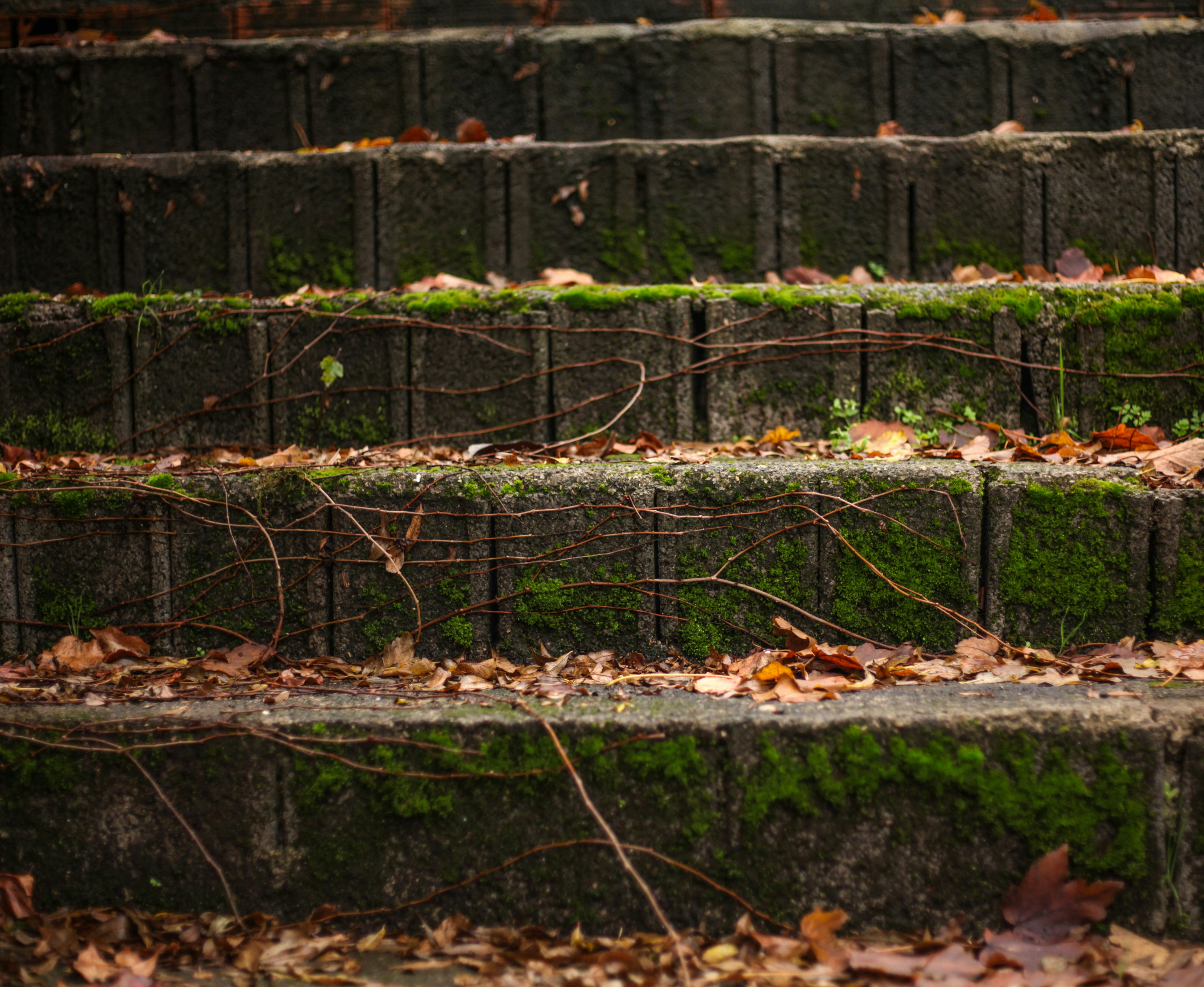 Spring | 6 best free spring, plant, field and rural photos on Unsplash
