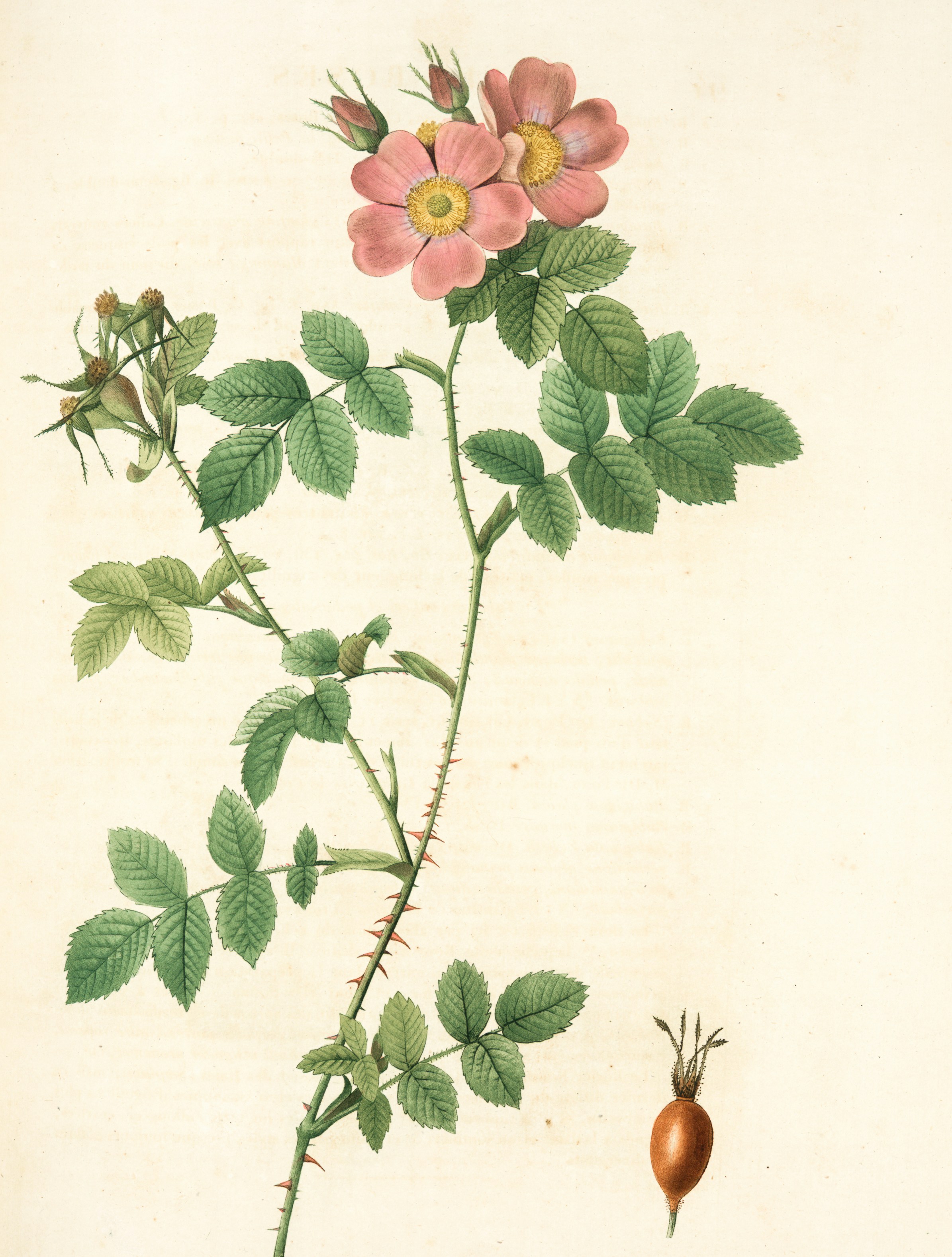 Pink and green flower painting photo – Free Flower Image on Unsplash