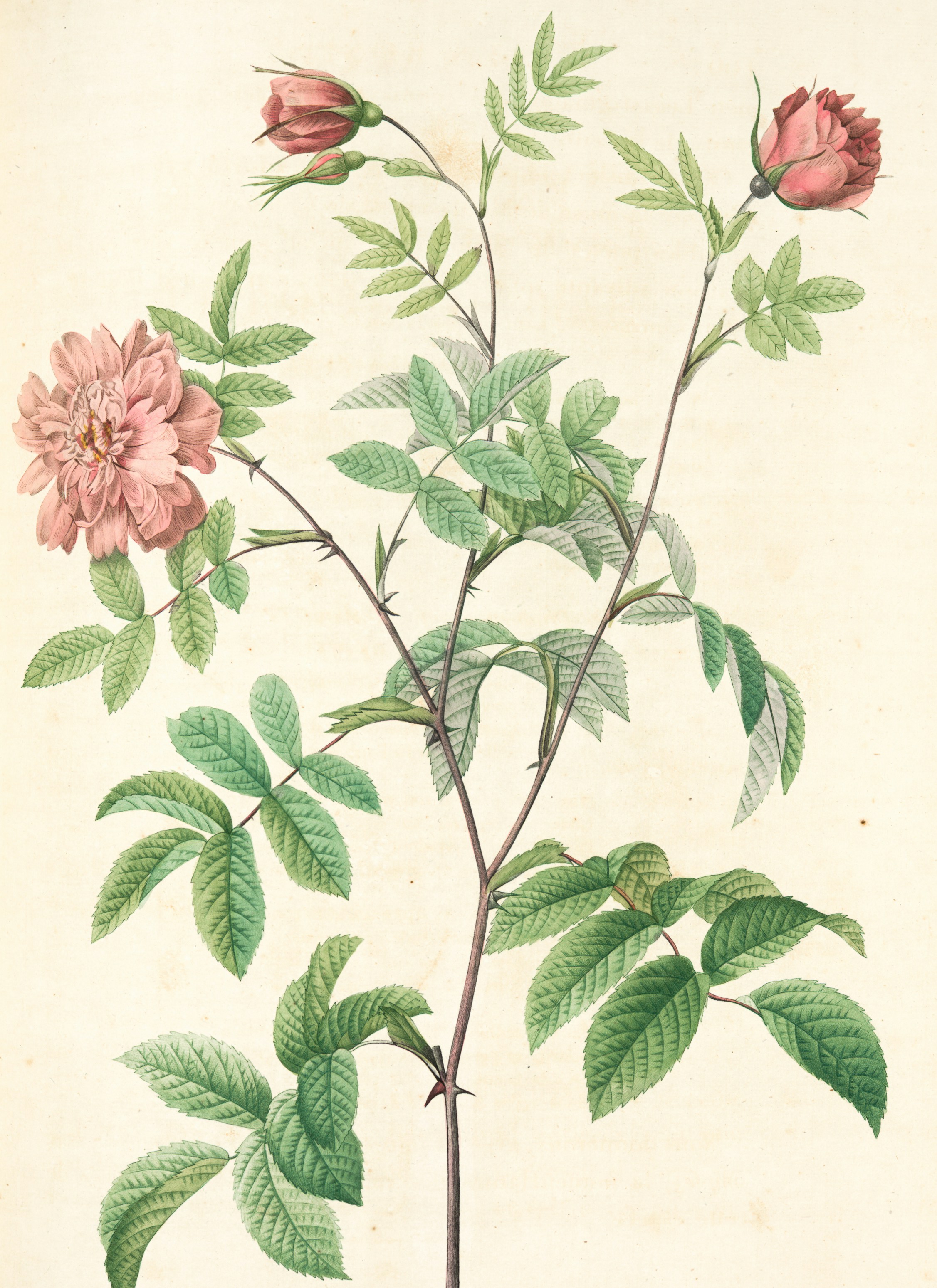 vintage botanical / scientific illustrations | 32 best free vintage ...