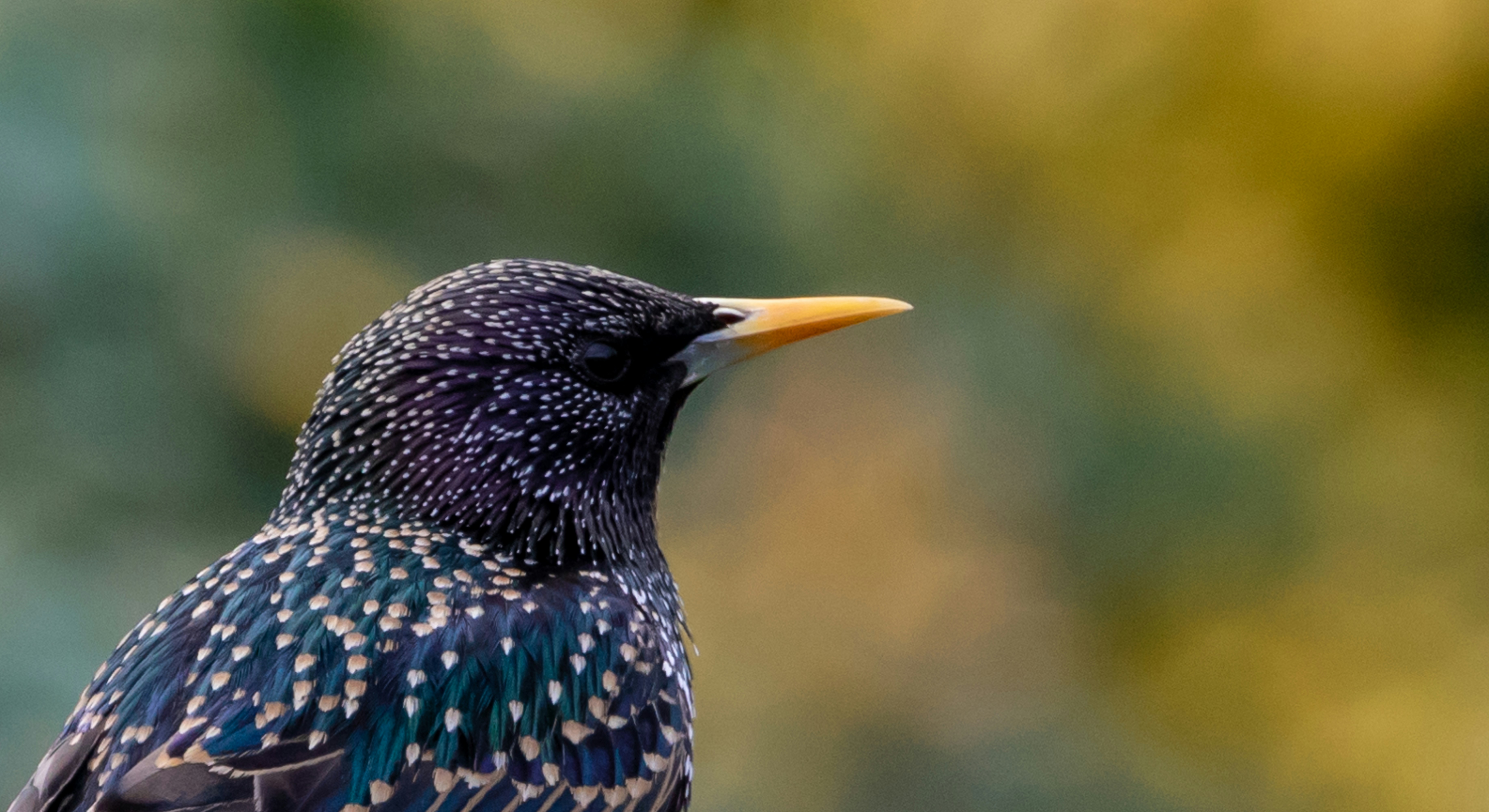 starling