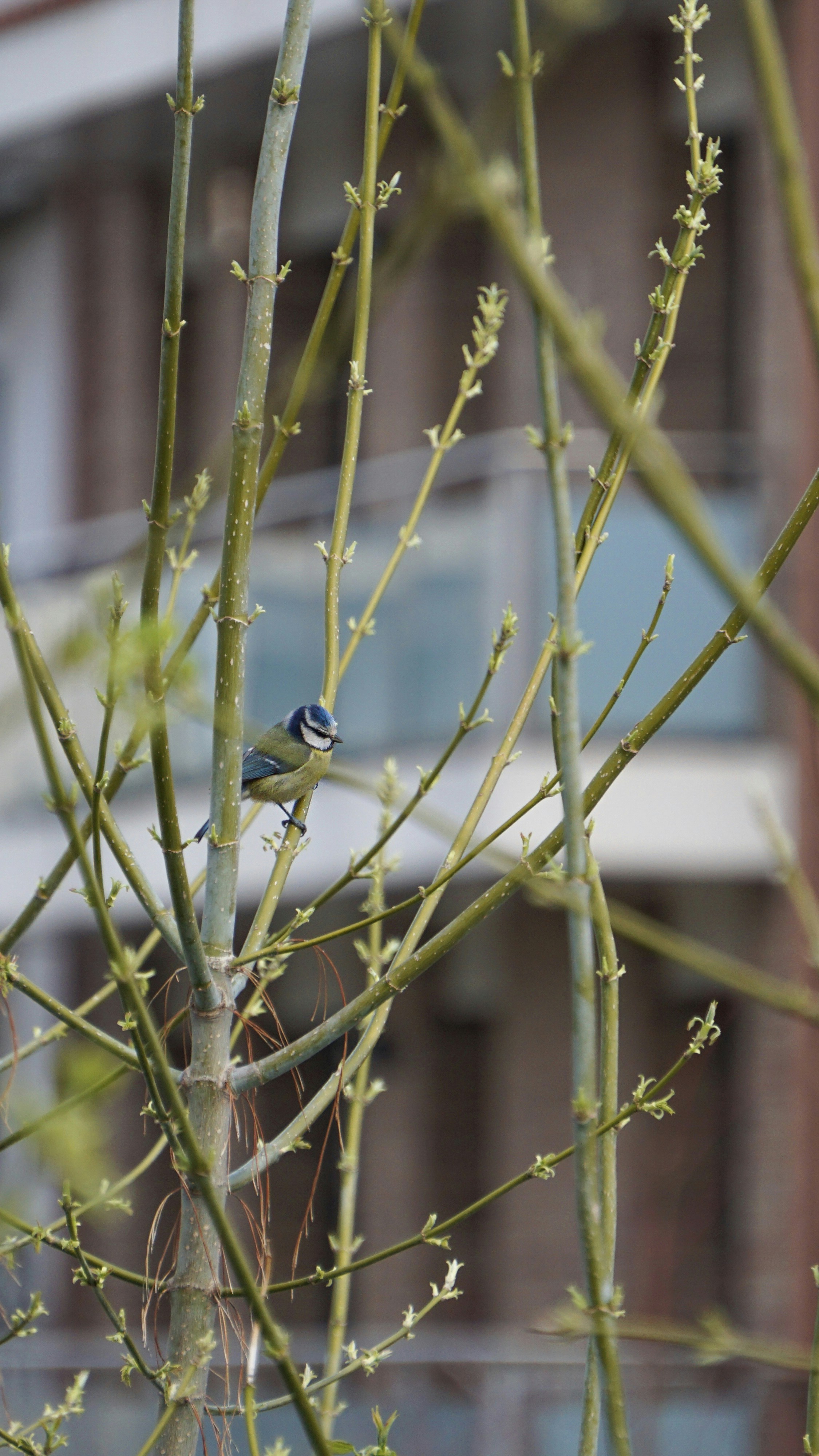 Branching Silence: A Blue Tit Quietly Clings Amid Spring Tendrils
