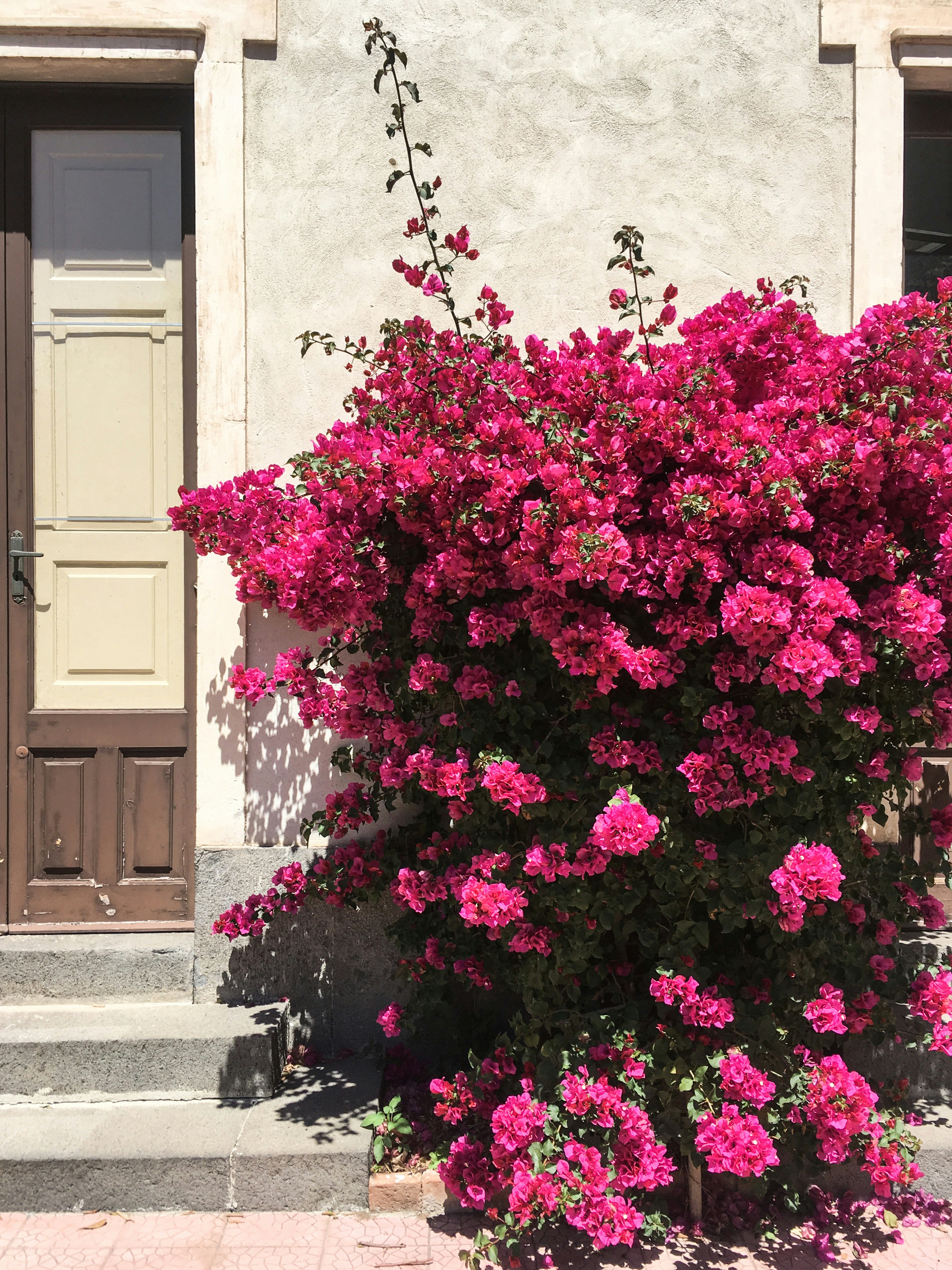 Sunlit Bougainvillea Curtain Framing an Old Door