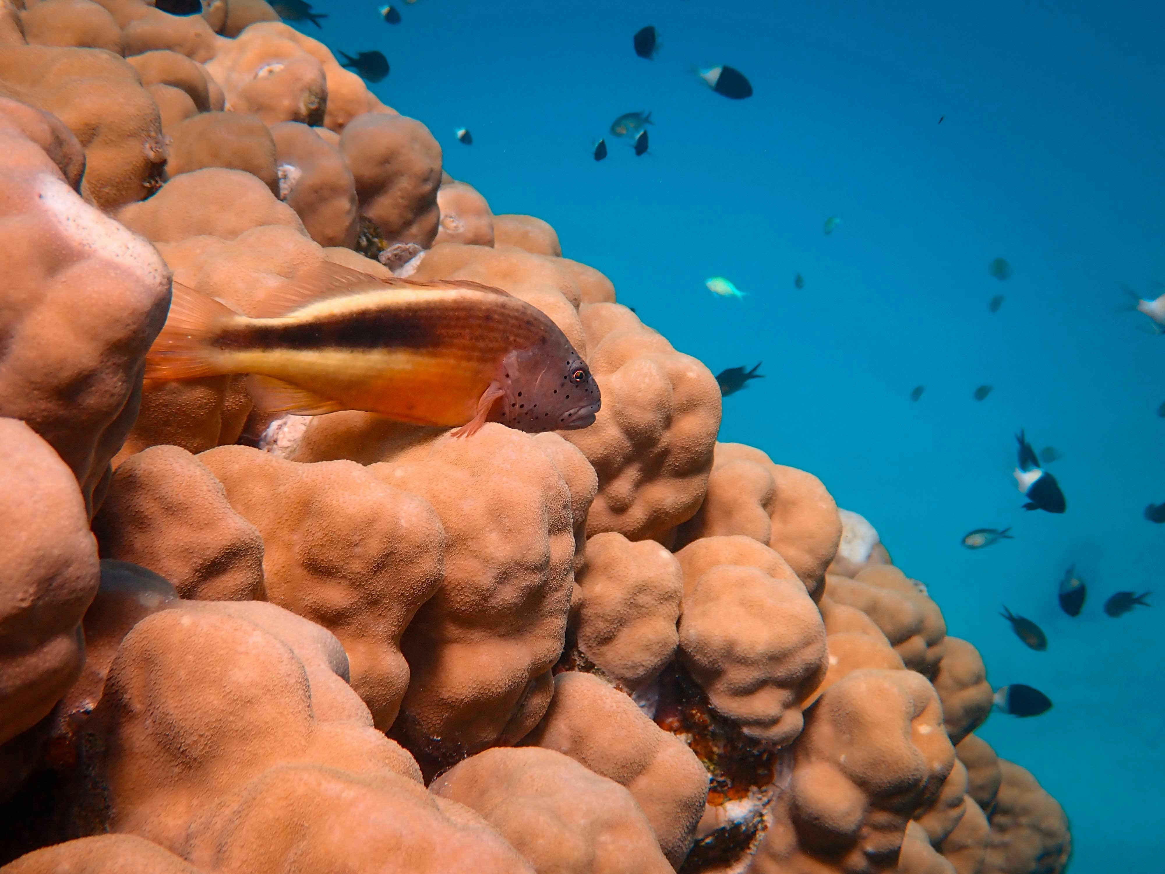 Brown and beige sea creature under water photo – Free Red sea Image on ...
