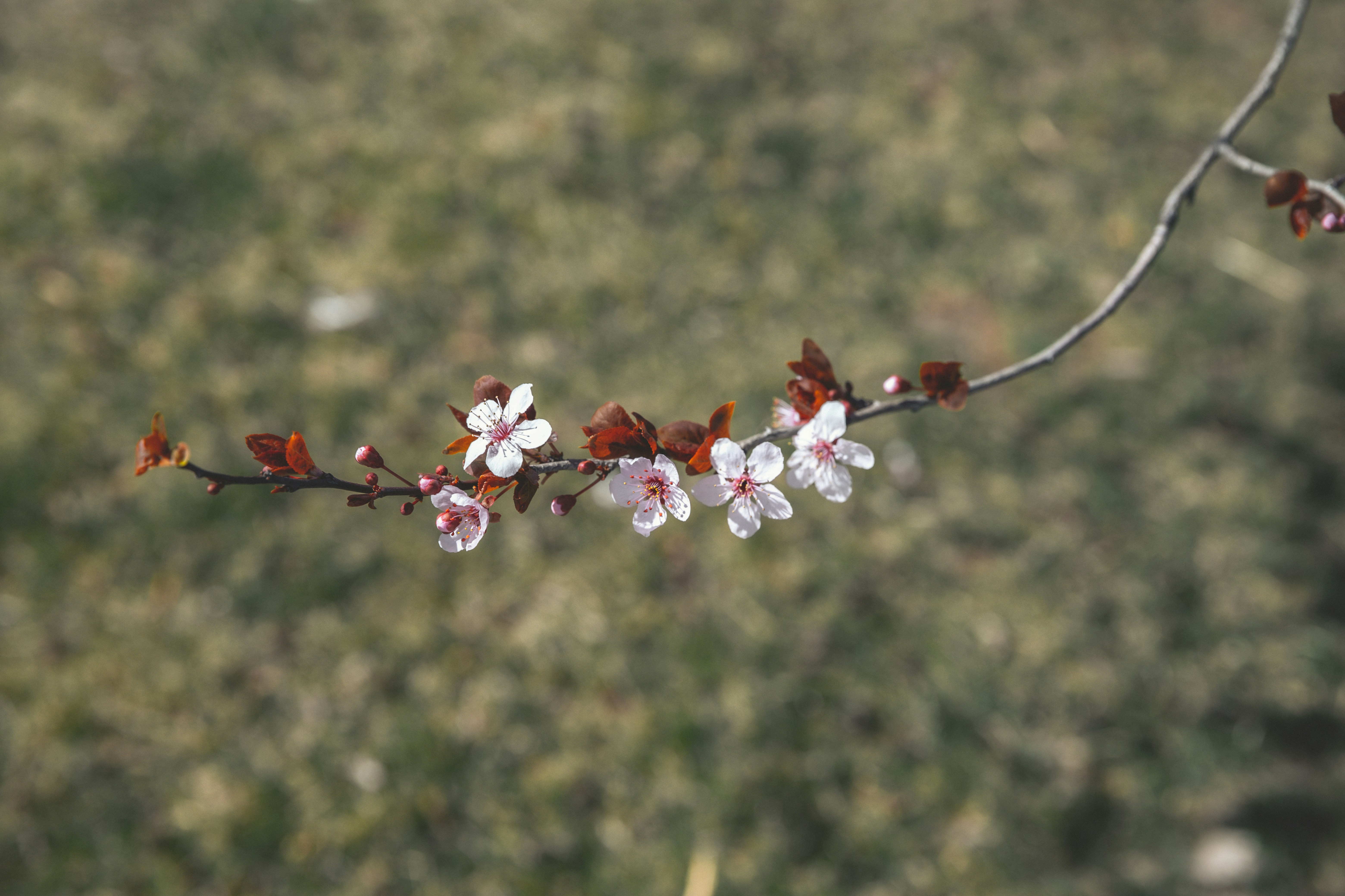 white and red flower in tilt shift lens