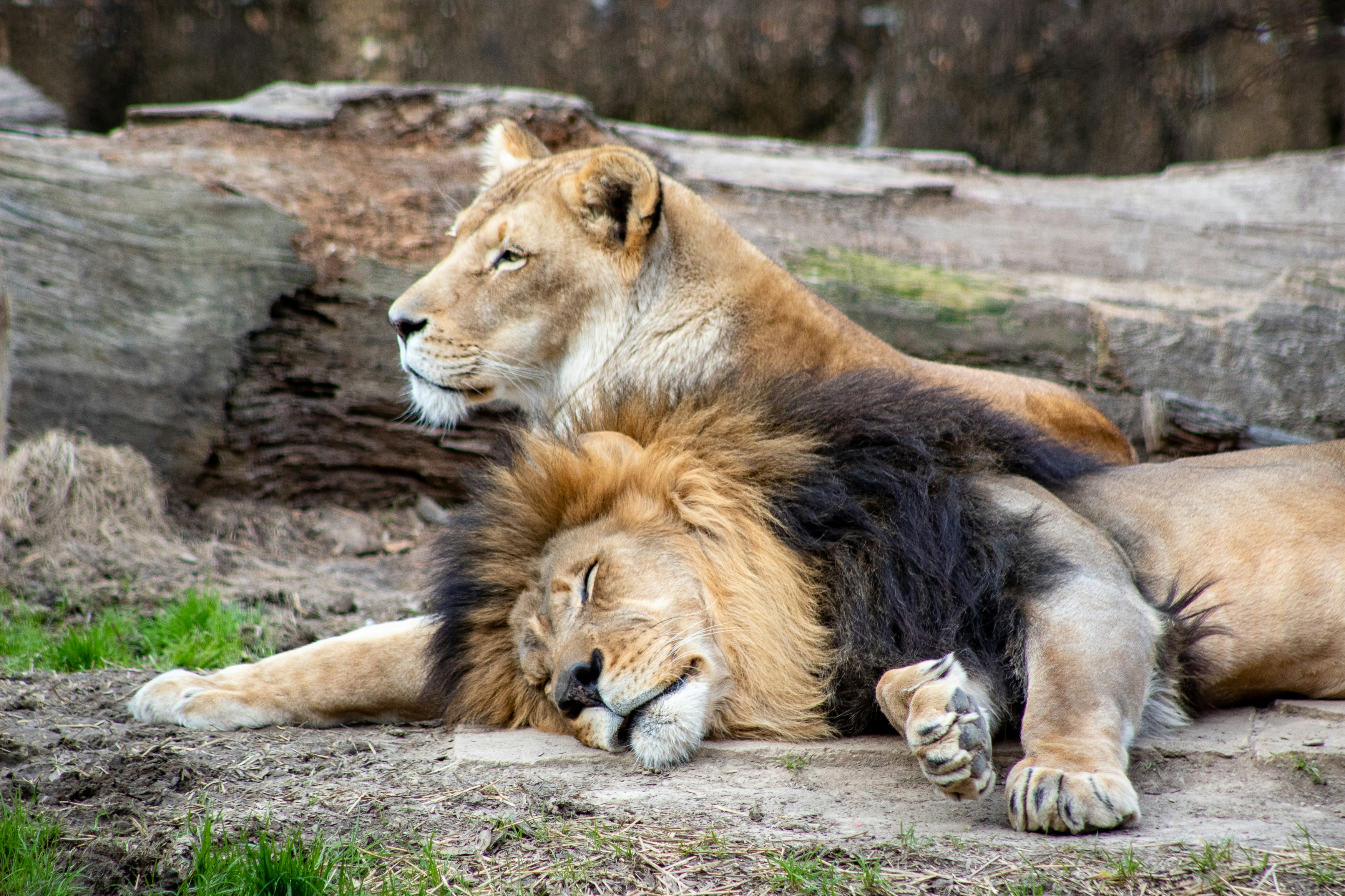 Sleeping Lion Pictures | Download Free Images on Unsplash