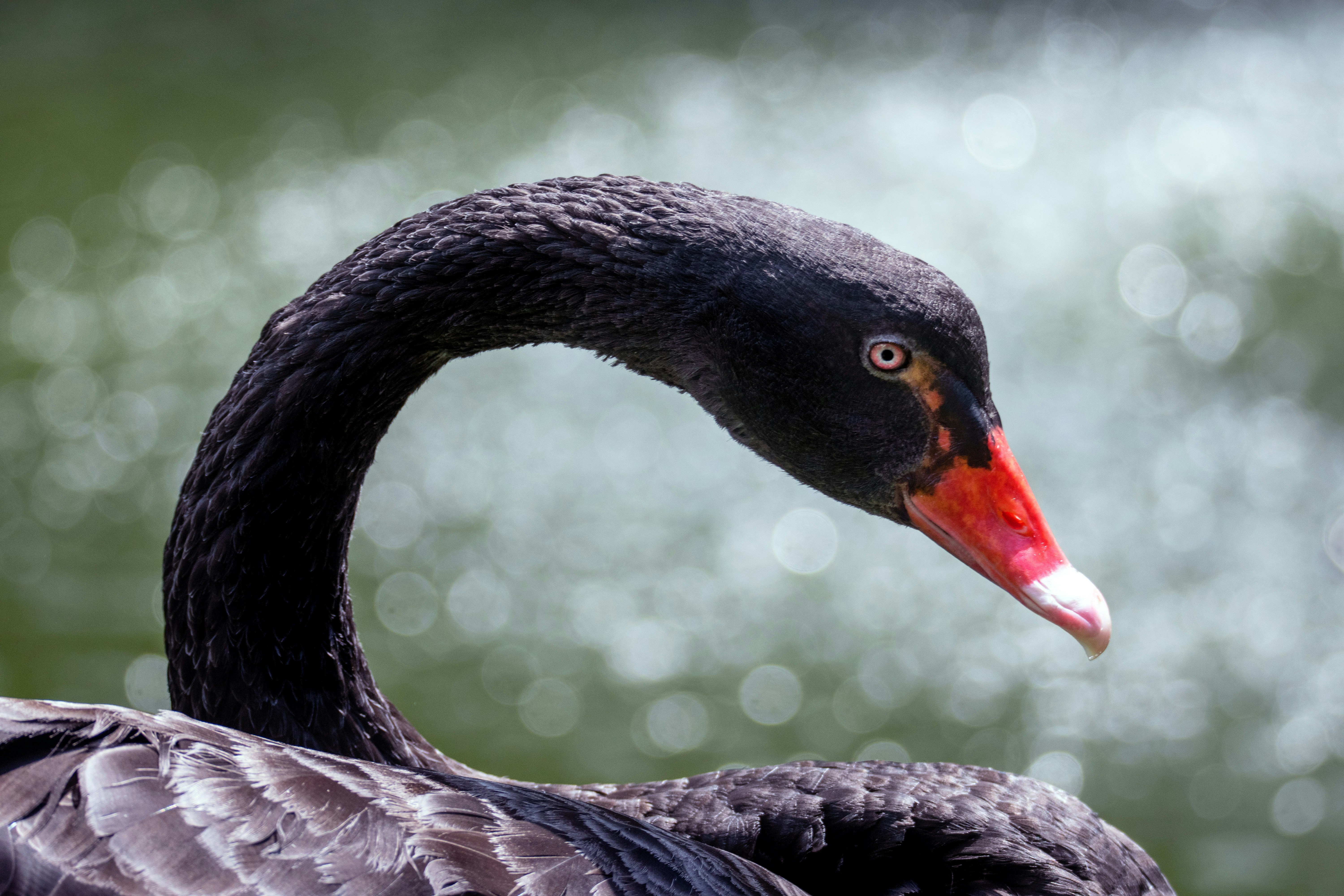 Close-up of a black swan gracefully arching its neck, showcasing its striking features against a blurred water backdrop.
