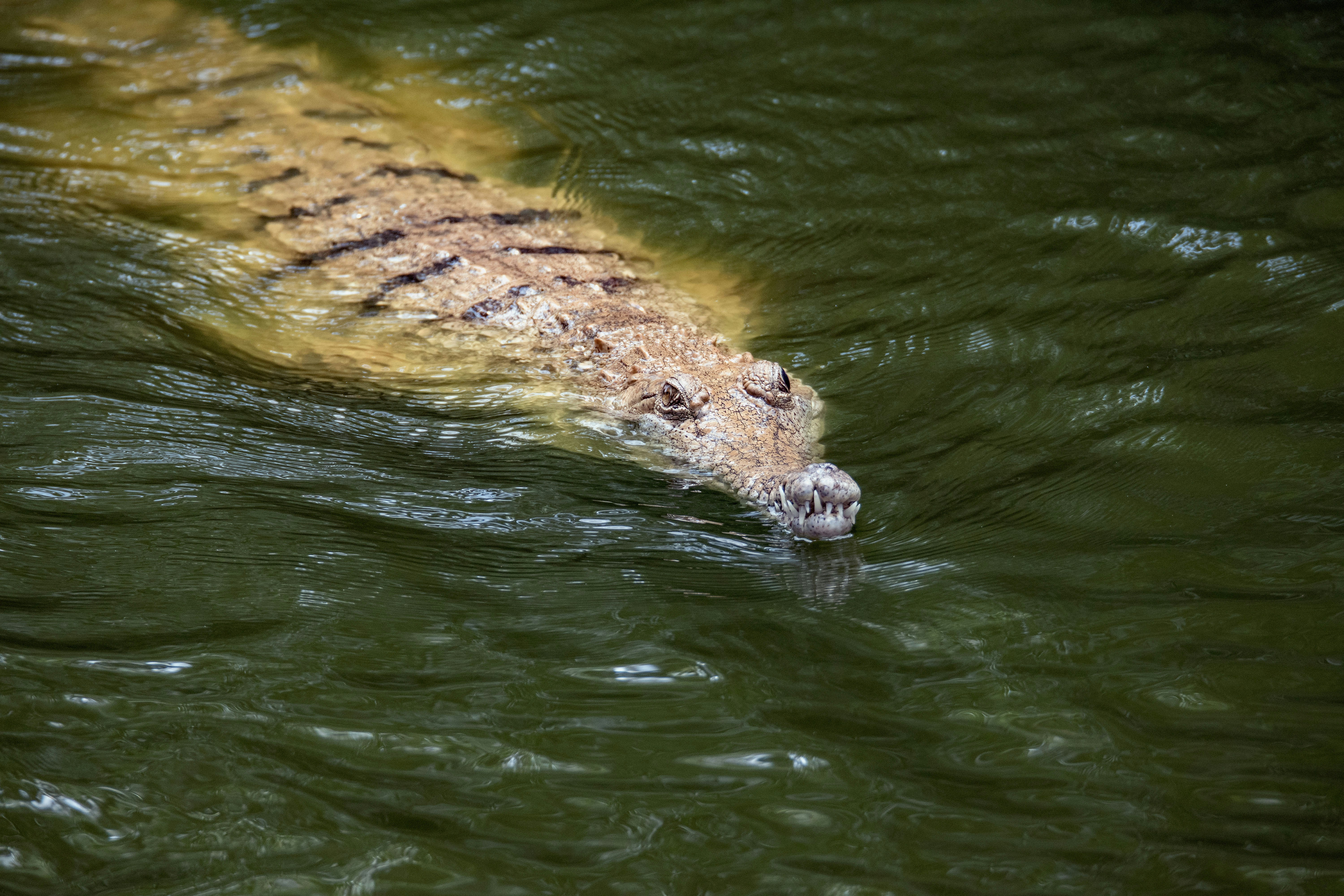 Crocodile gliding through murky waters, its eyes peering above the surface. The interplay of light and shadow enhances its stealthy presence.