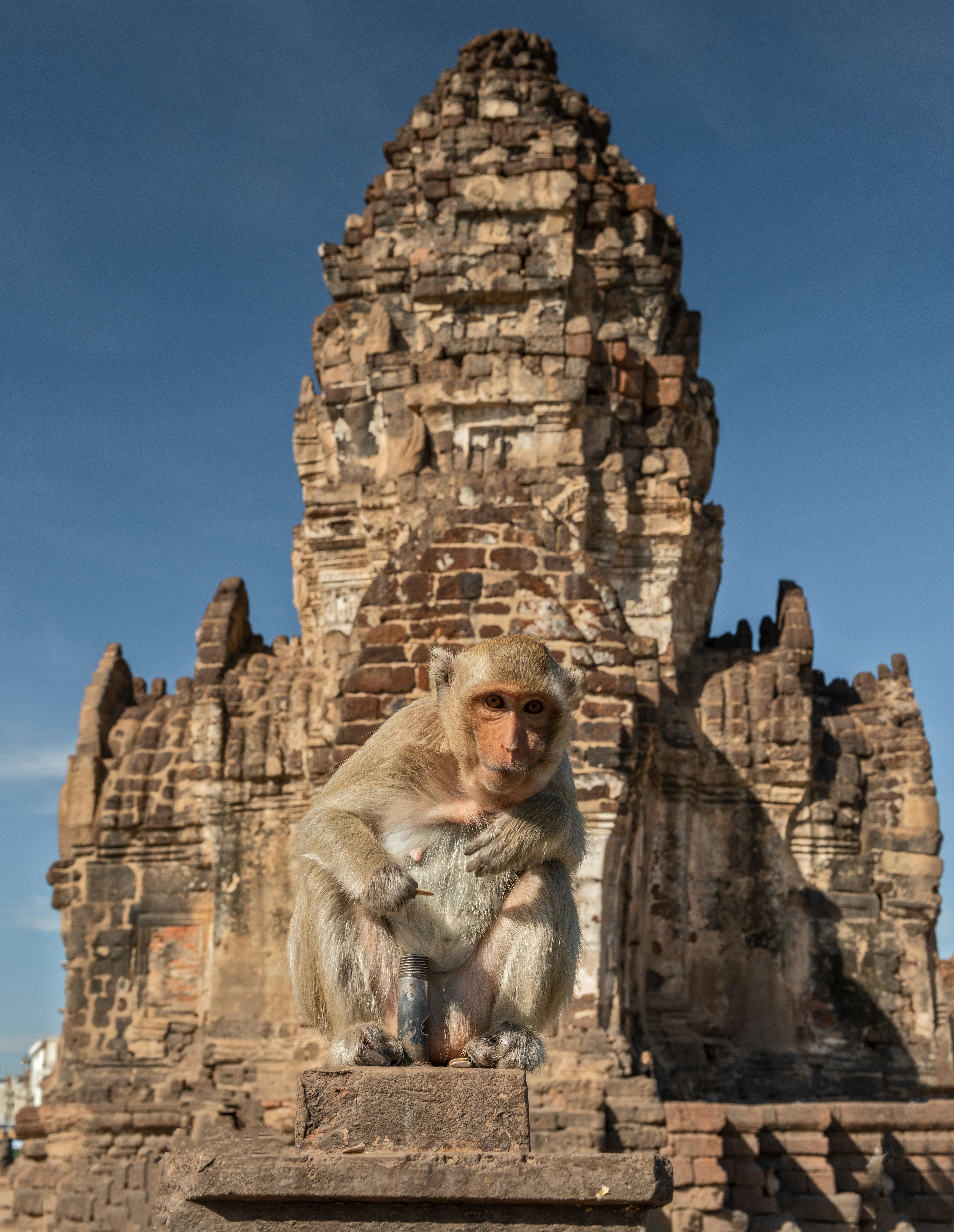 Brown monkey on brown rock formation during daytime photo – Free ...