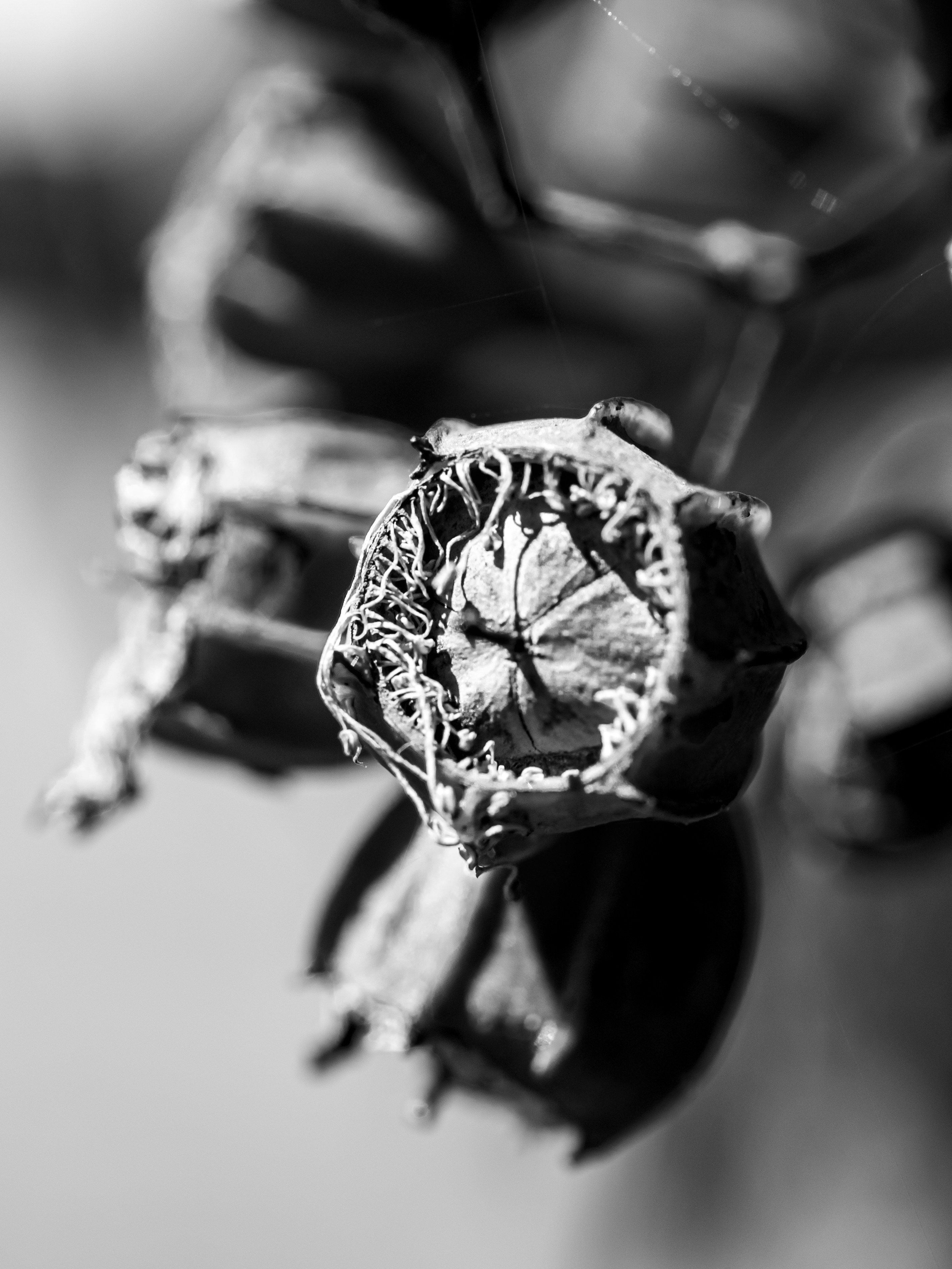 Grayscale photo of a round fruit photo – Free Flower Image on Unsplash