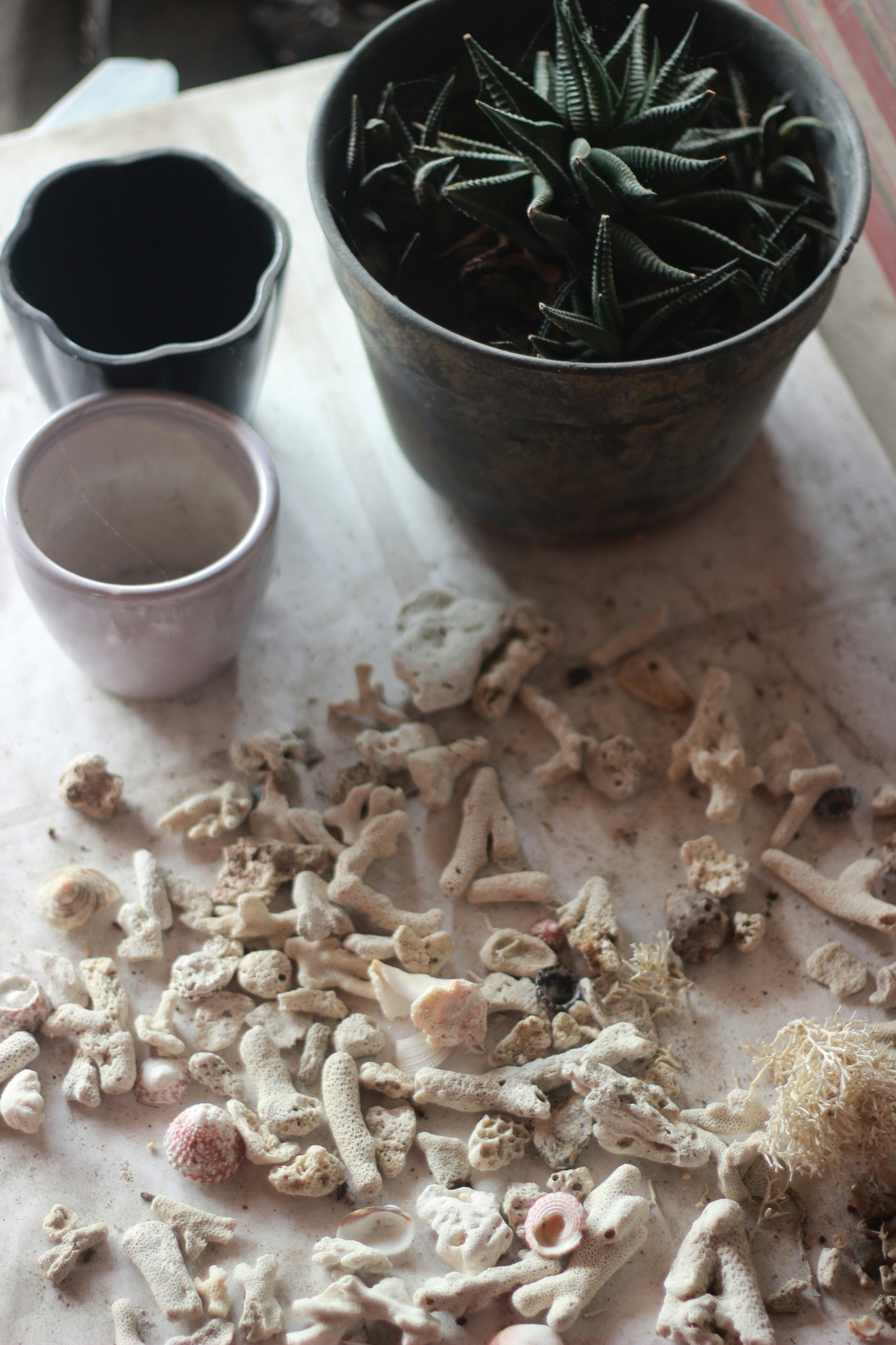 An array of coral fragments scattered on a surface, accompanied by potted succulents in various containers. The composition highlights the beauty of natural textures and forms.