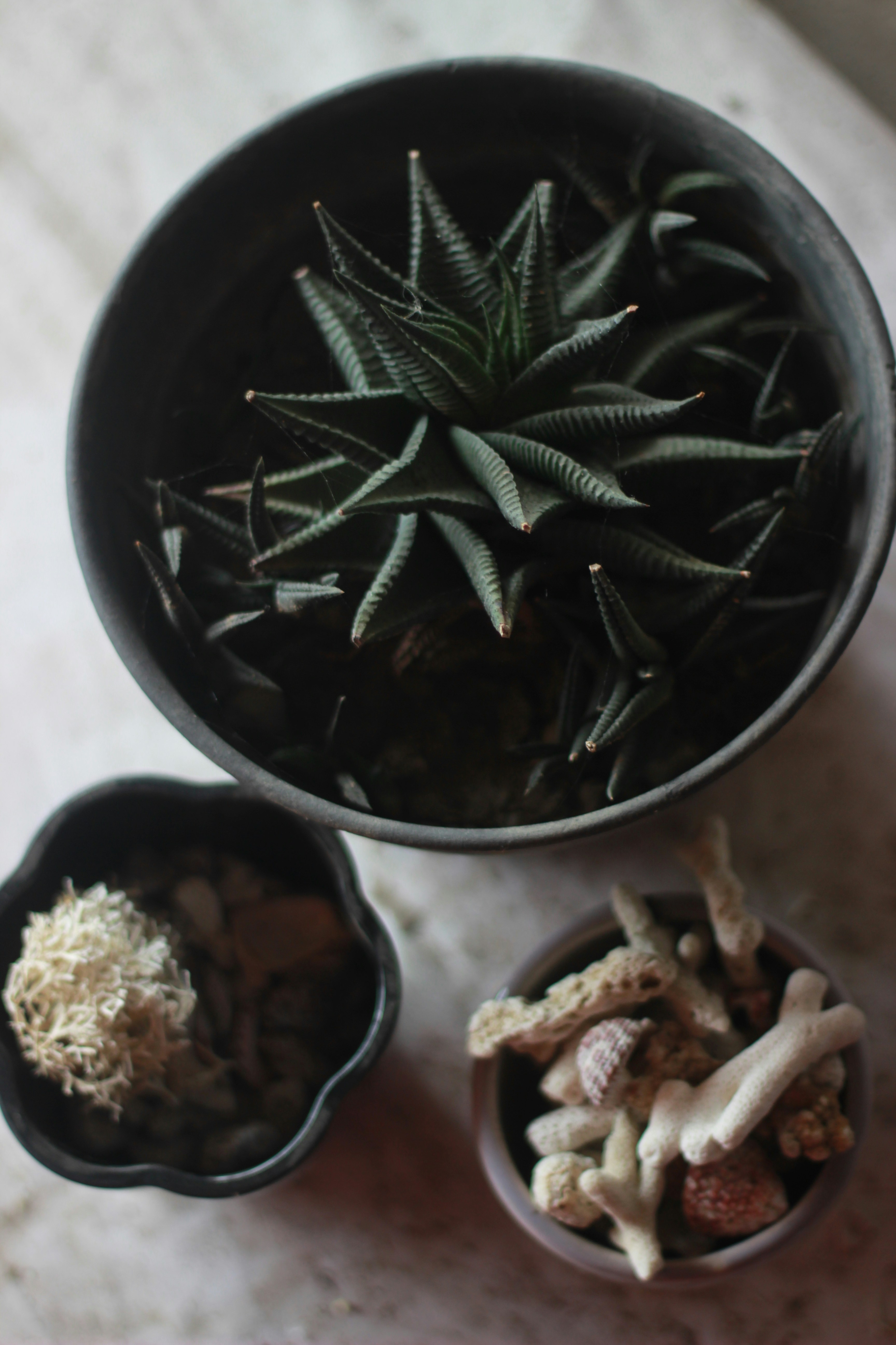 Top-Down Quietness: A Trio of Potted Succulents on a Marble Surface