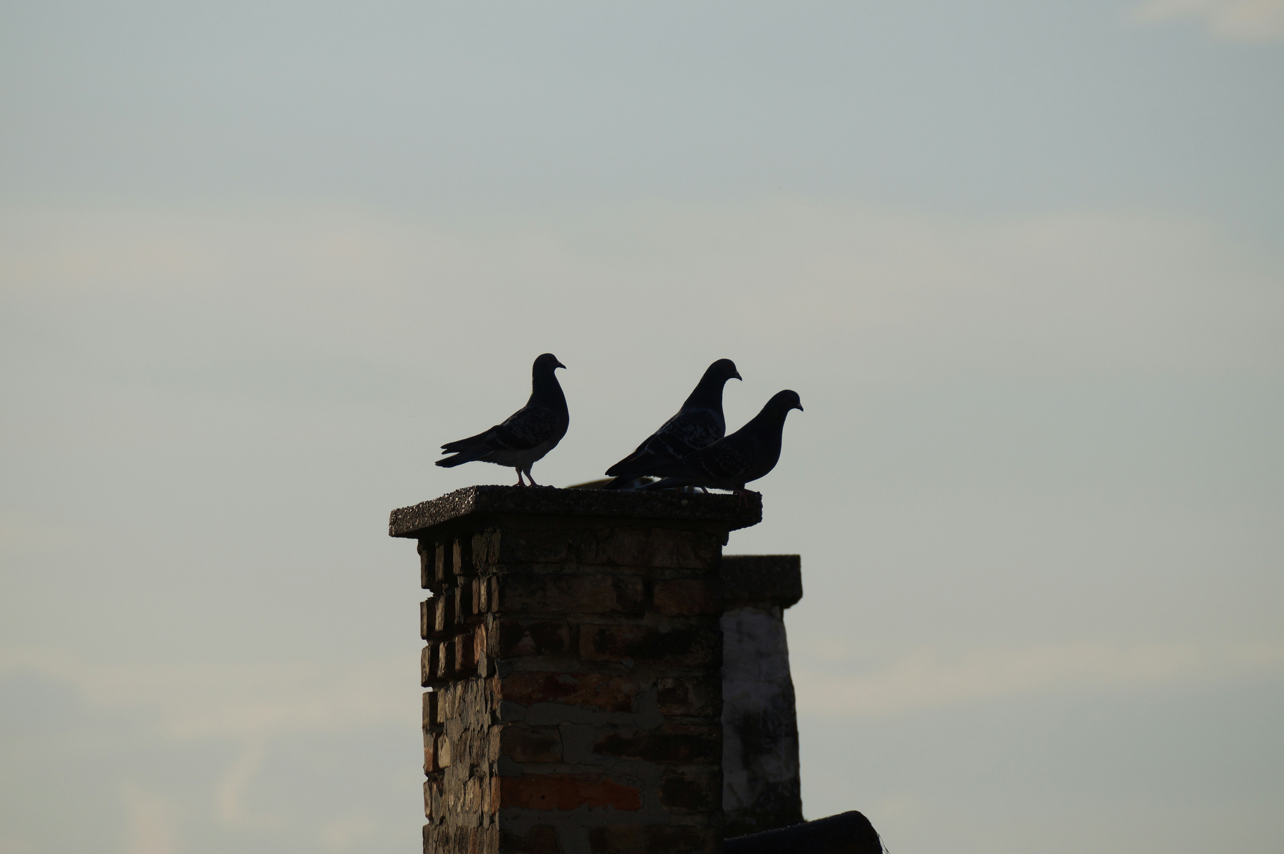 Three Pigeons on a Brick Chimney: A Quiet Skyline Silhouette