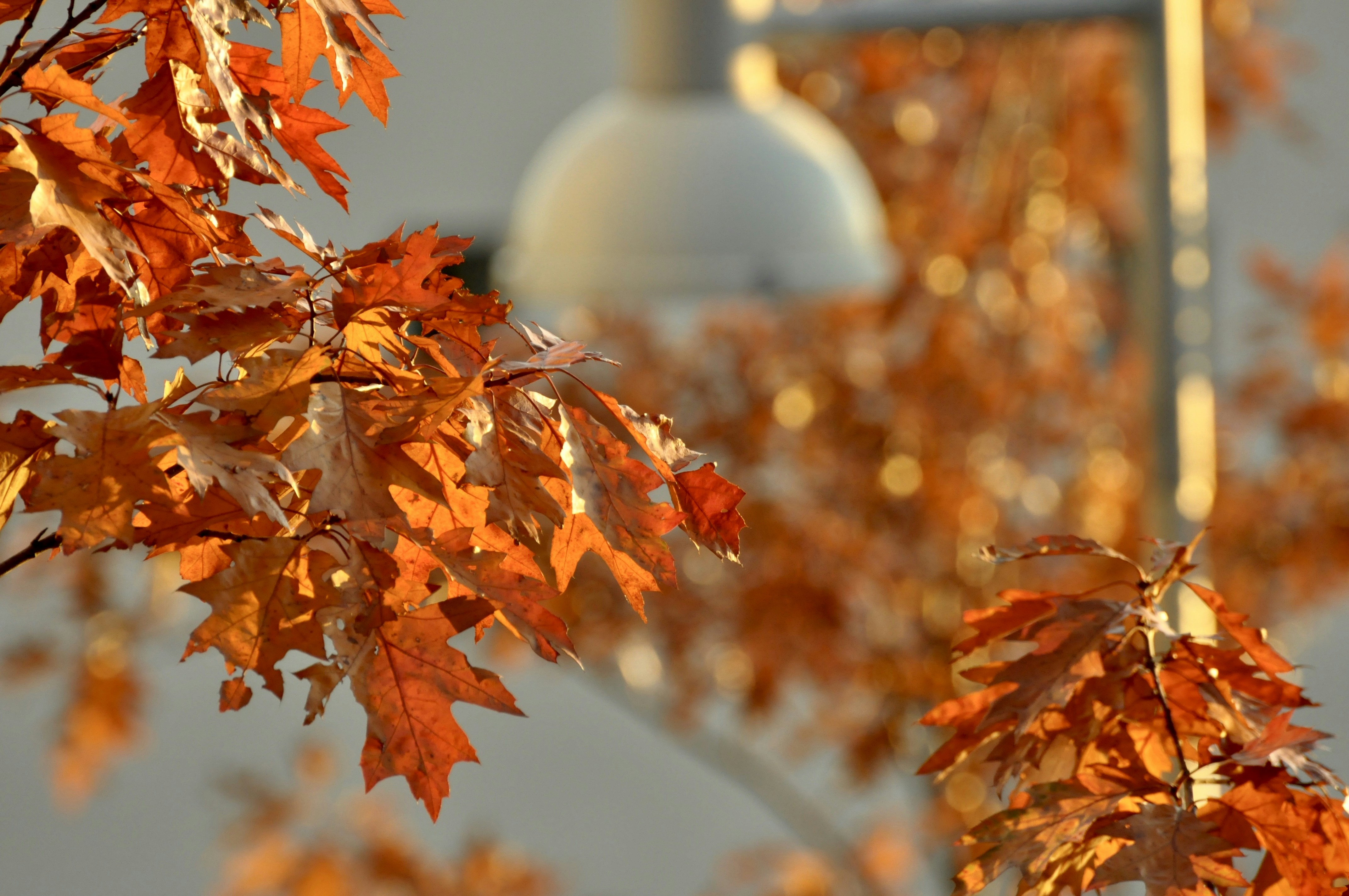 Crimson Maple Foliage Framing a Soft Street Lamp in Autumn Light
