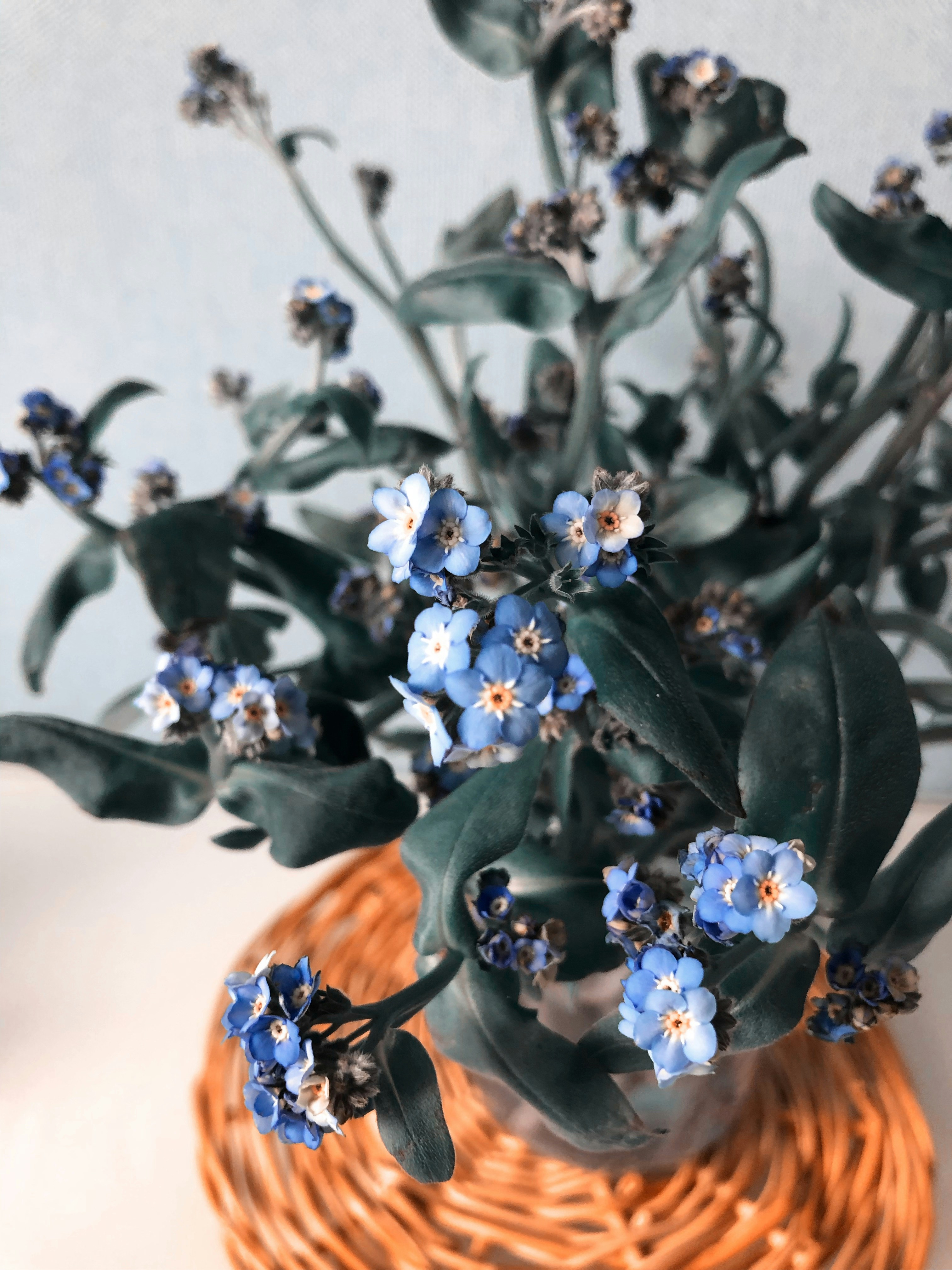 Cobalt Forget-Me-Nots in a Wicker-Potted Bloom Portrait