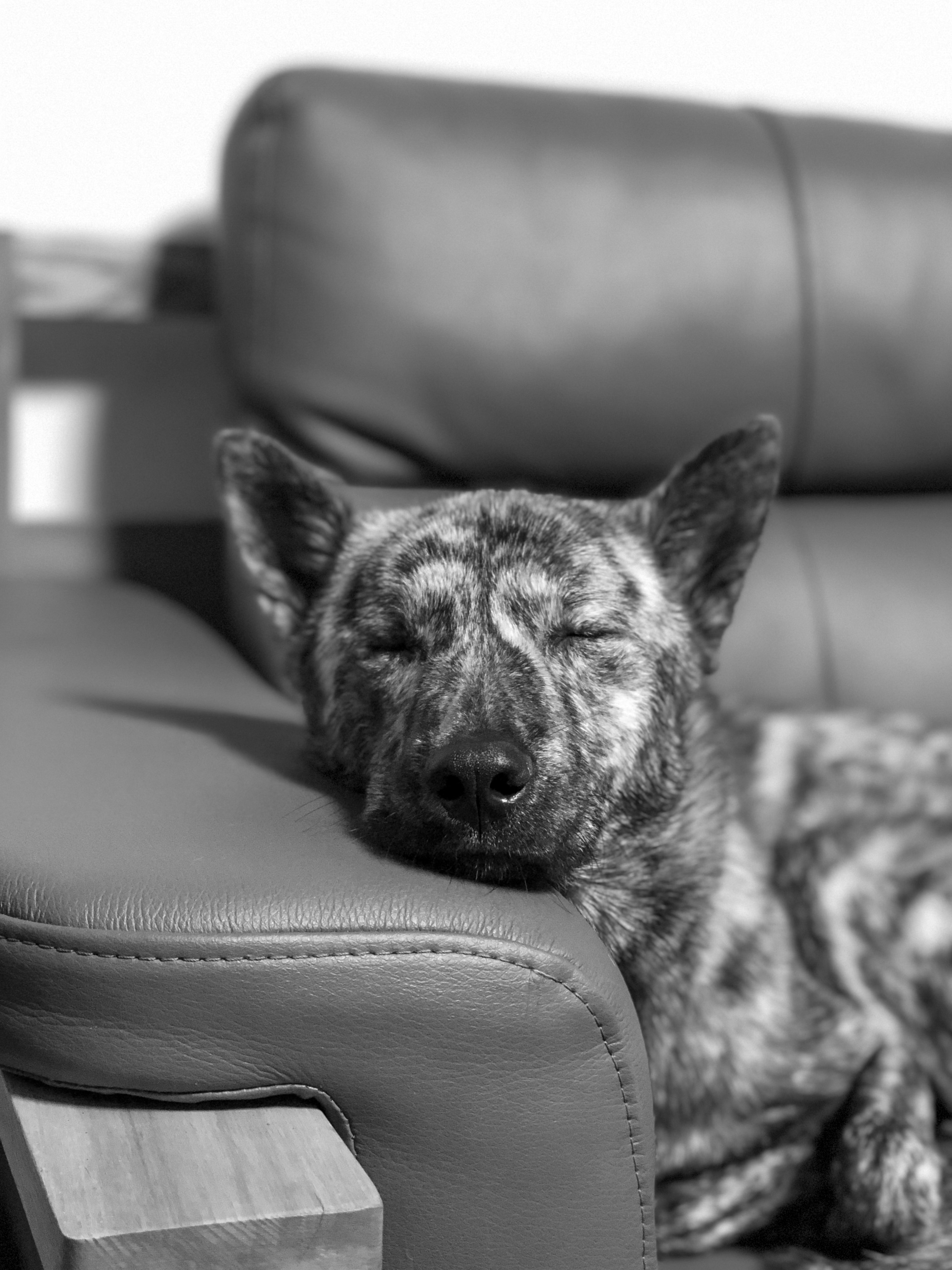 A sleeping dog with a beautifully patterned coat rests peacefully on a couch, embodying tranquility and comfort.