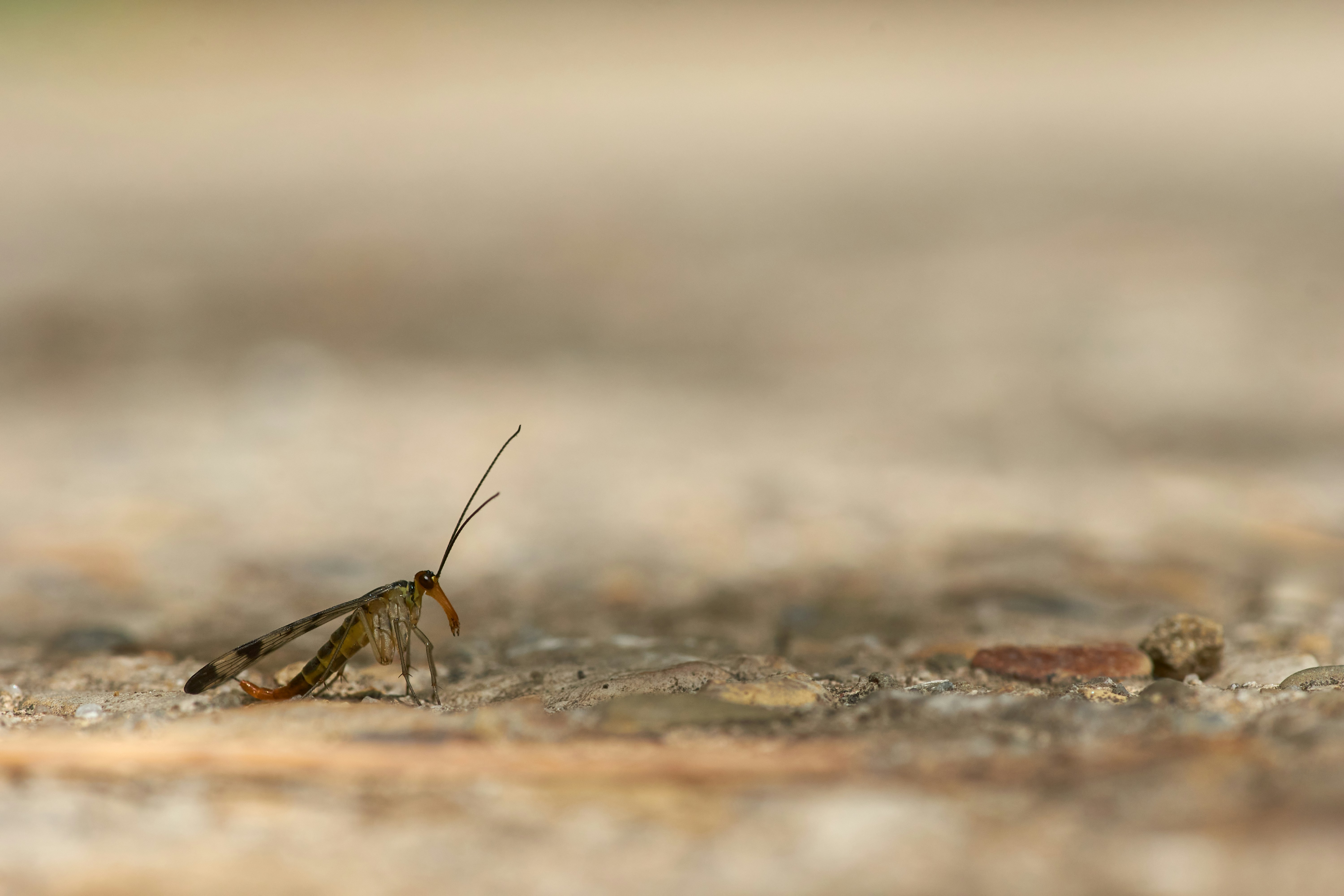 Insecte brun et noir sur sol brun photo – Photo Animal Gratuite sur ...