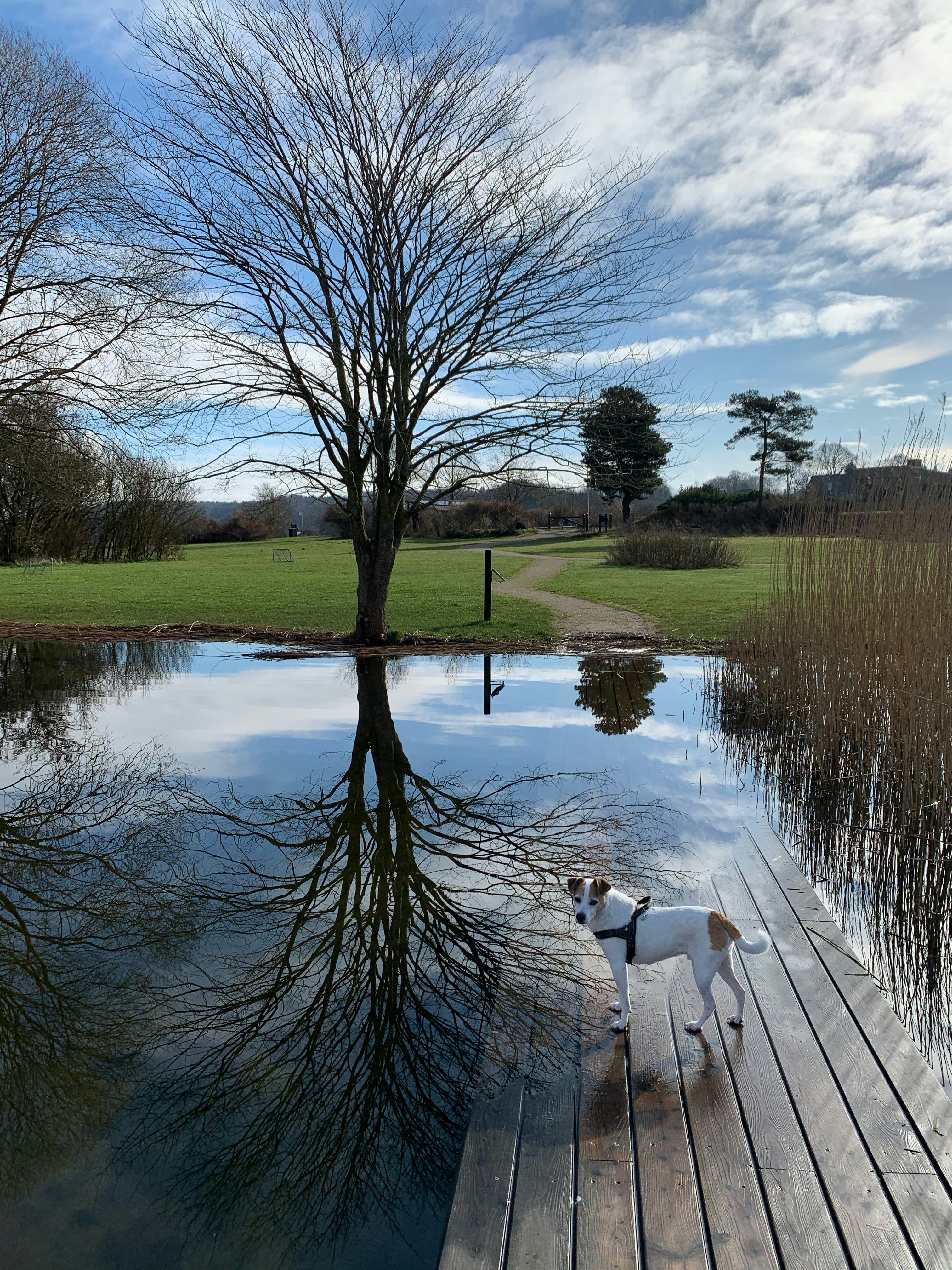 Reflected Calm: A Small Dog on the Park Dock Beside a Mirror-like Pond