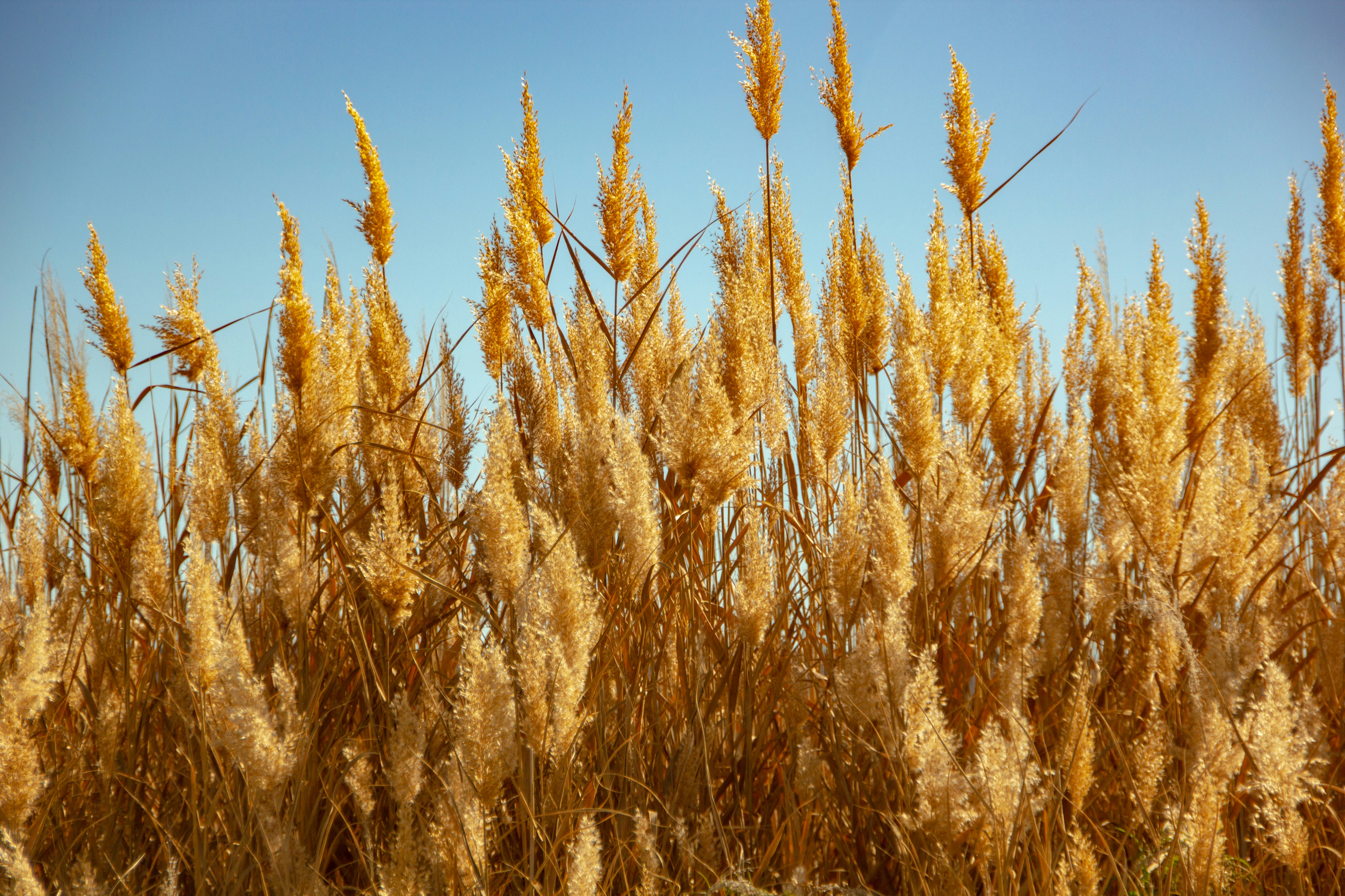 Sunlit Reed Field: Golden Plumes Reaching Toward a Clear Blue Sky