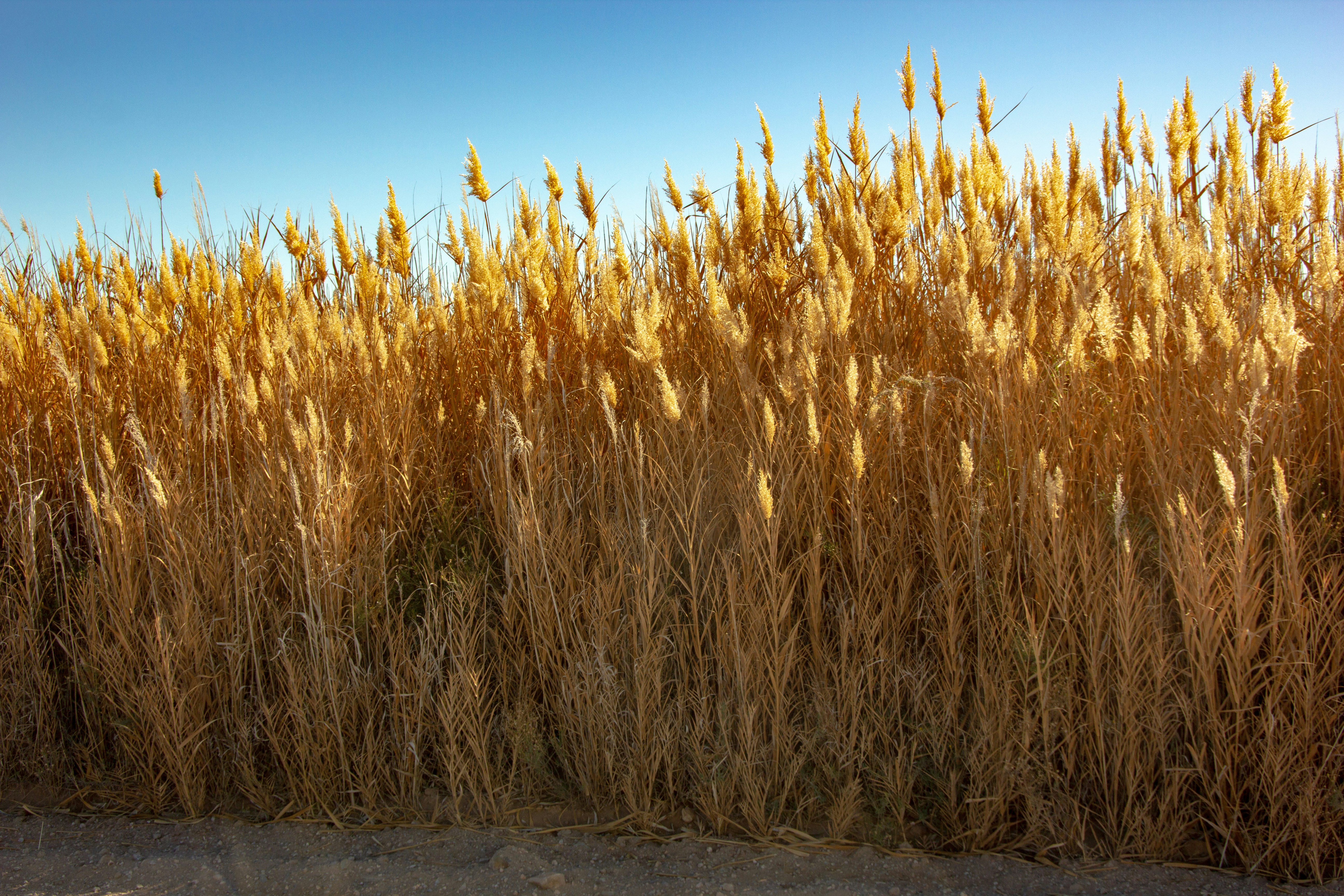 Amber Reeds Loom Over a Crisp Blue Sky