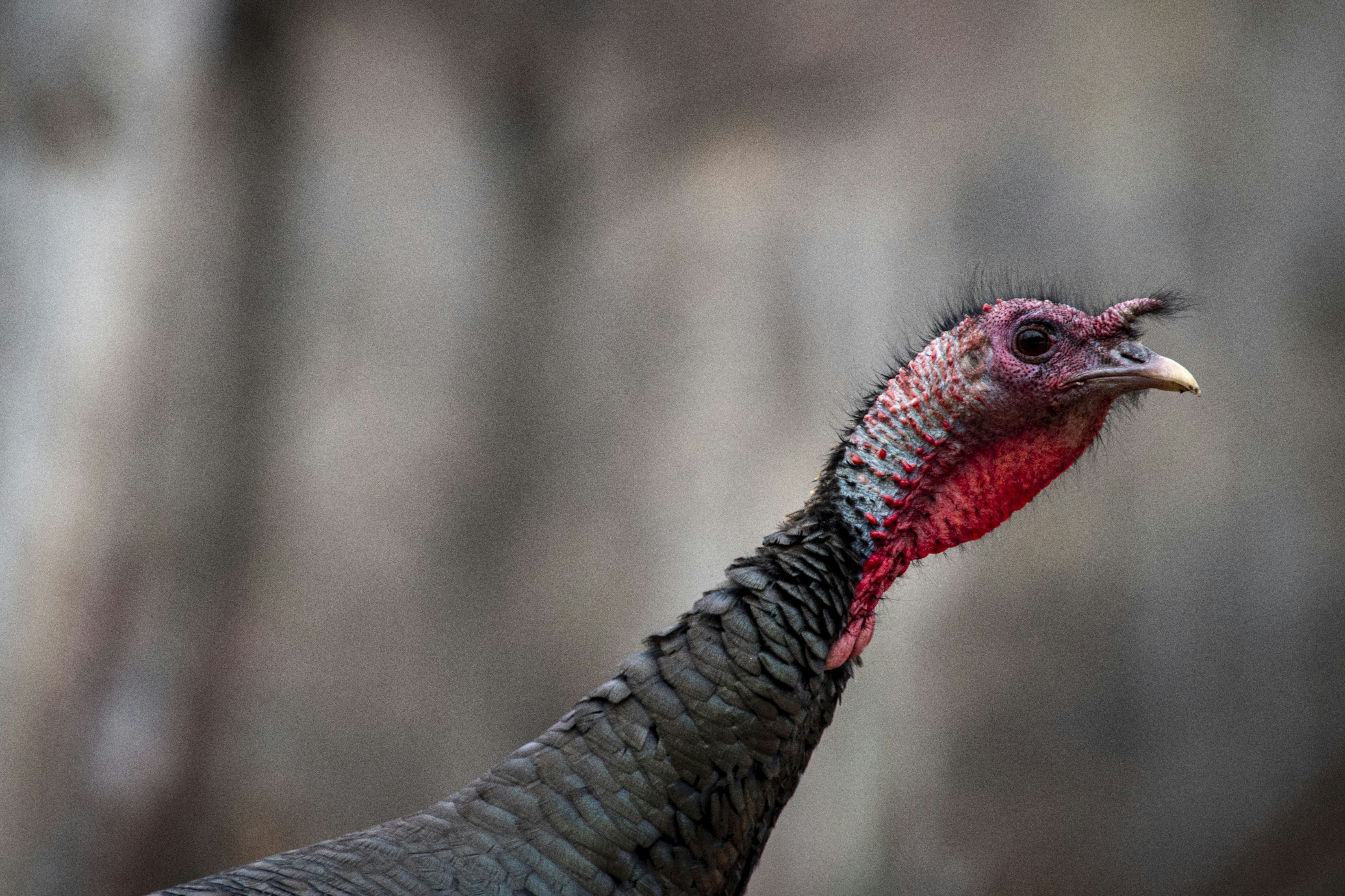 Turkey Bird Pictures | Download Free Images on Unsplash