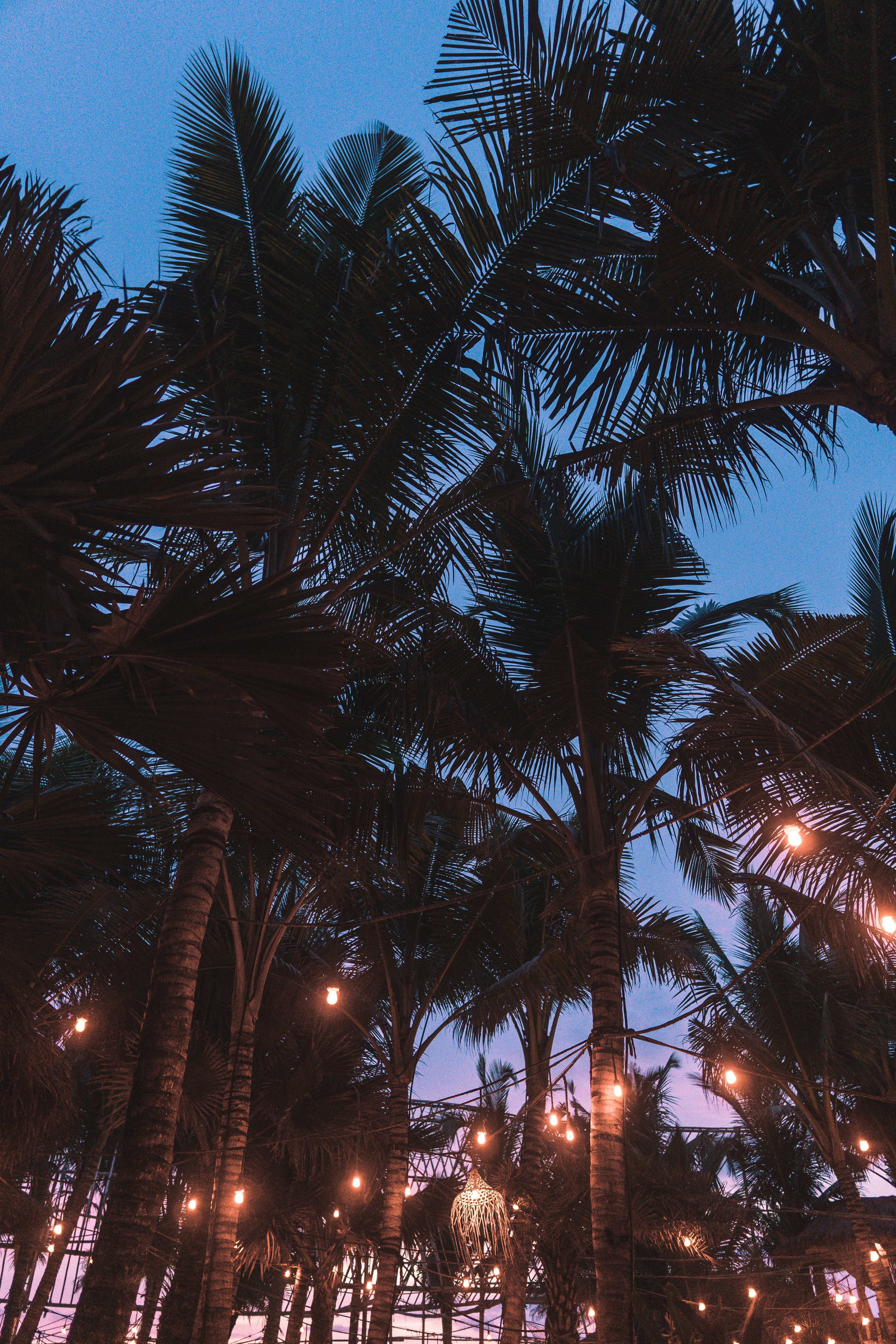 Evening Lantern Grove Among Tall Palms