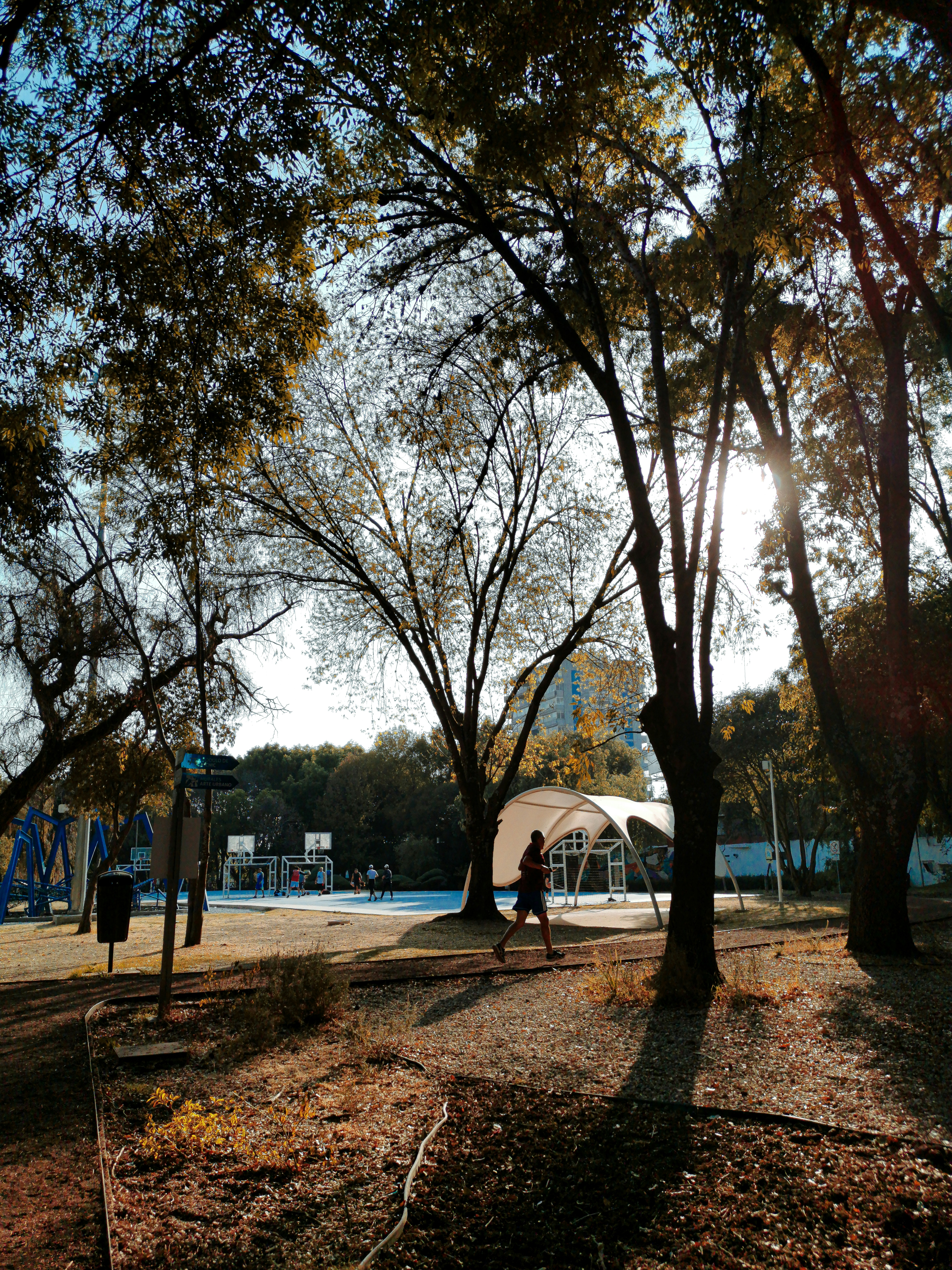 people standing on brown sand near trees during daytime