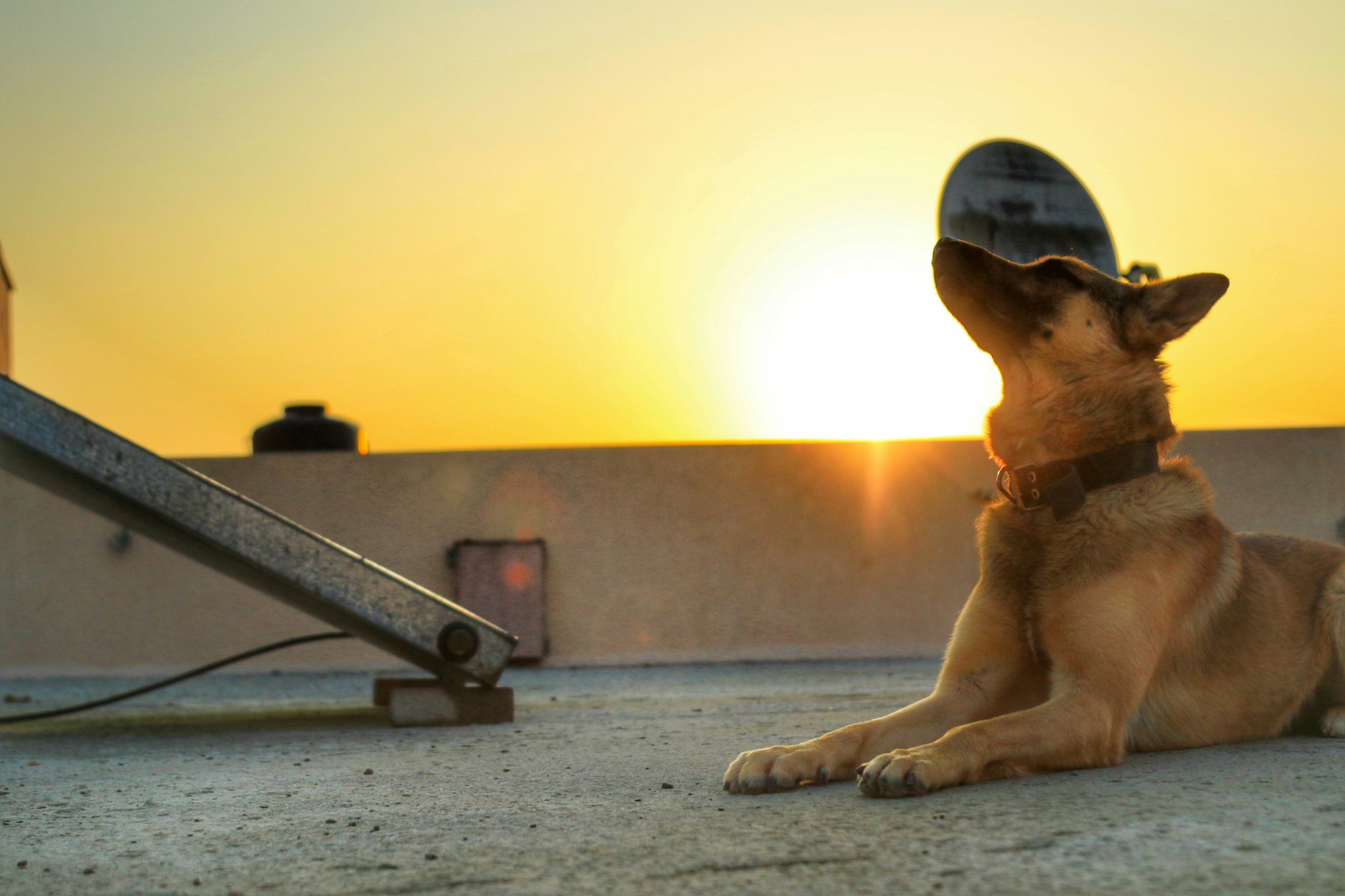 Sunset Sentinel on the Roof: A Canine Pause at Day's Edge