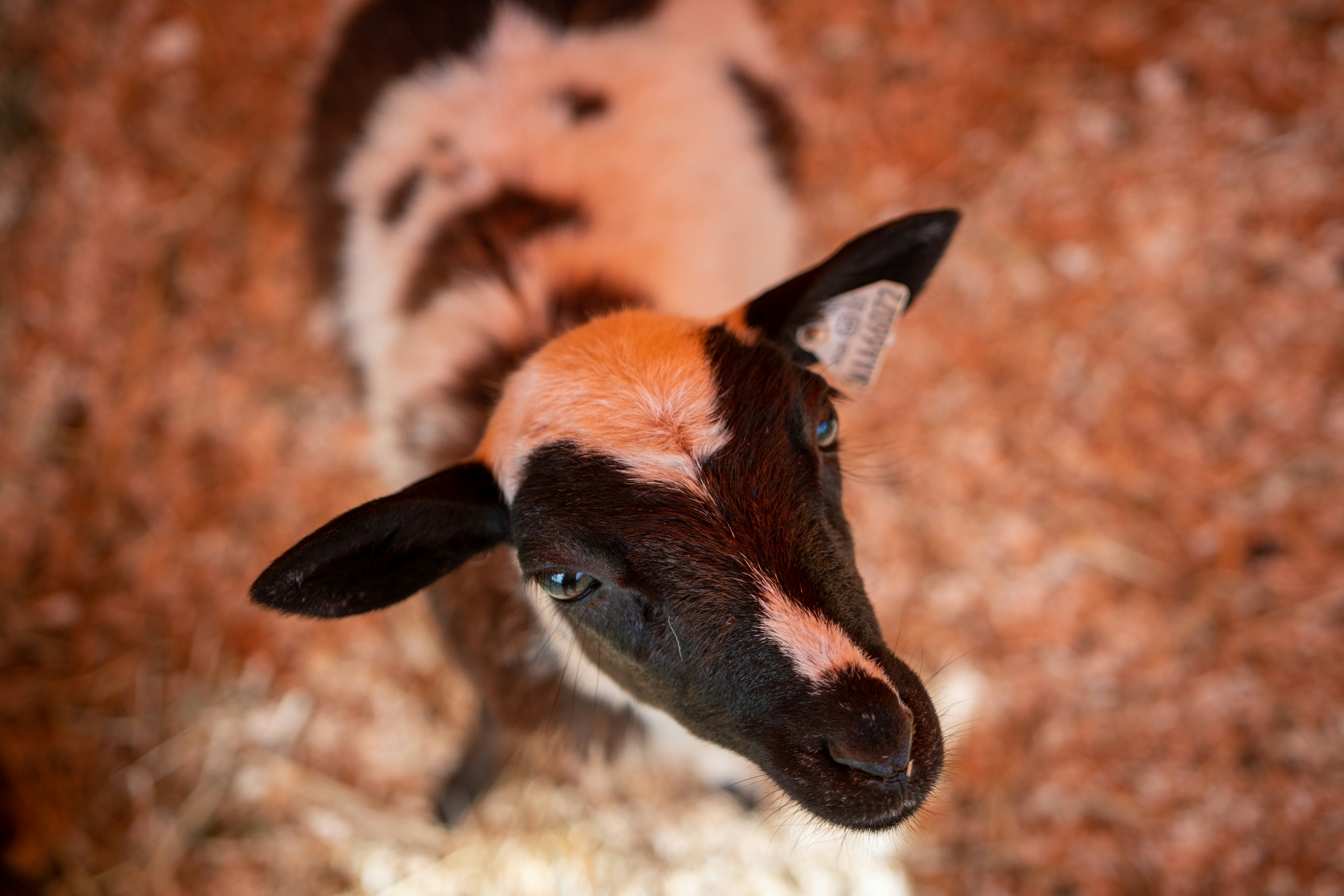 Curious Head Tilt: A Sheep’s Perspective from the Barn Floor
