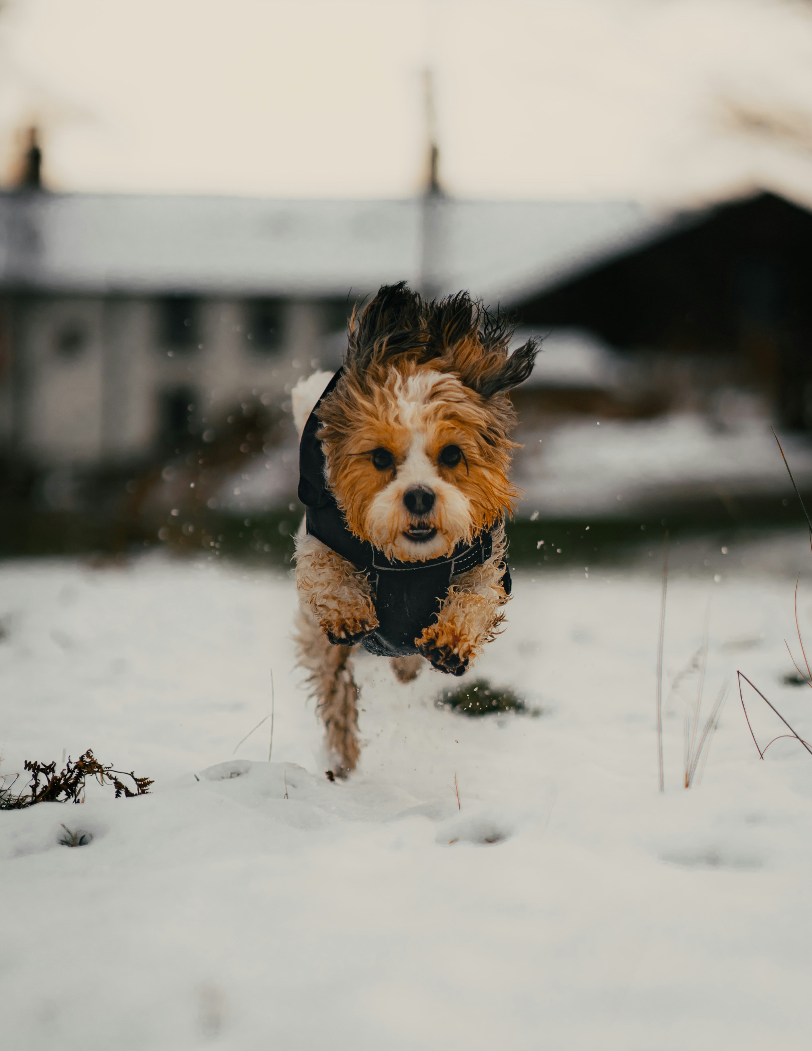 Yorkie In Snow