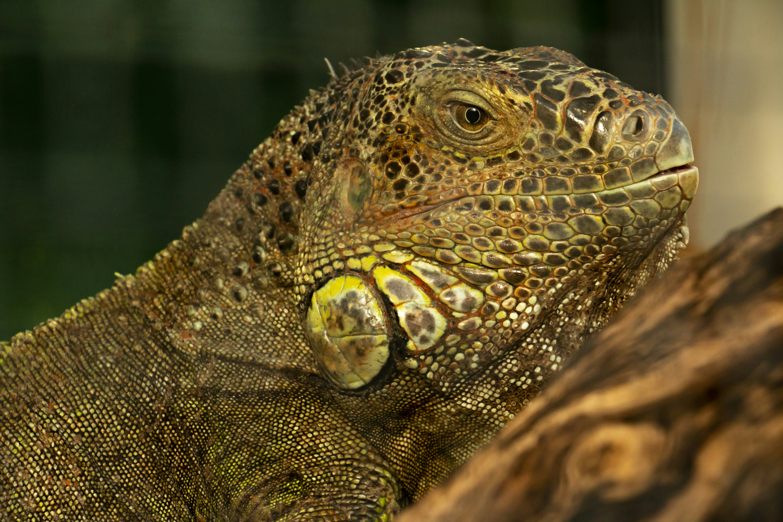 Close-up of a lizard perched on a branch, showcasing intricate scales and a thoughtful expression. The image highlights the creature's unique features and natural habitat.
