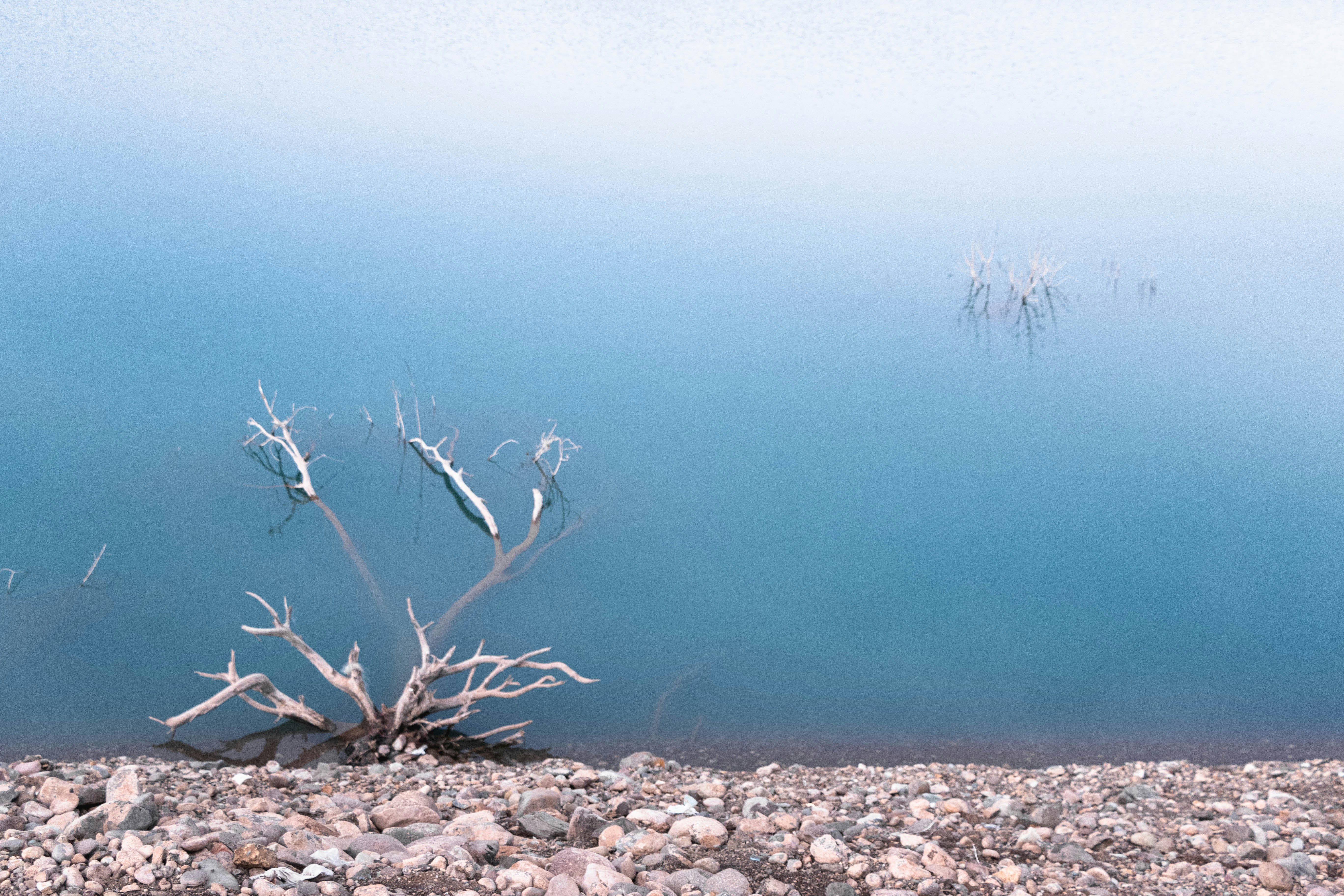 Barren Tree Remnants Against a Calm Aquatic Horizon