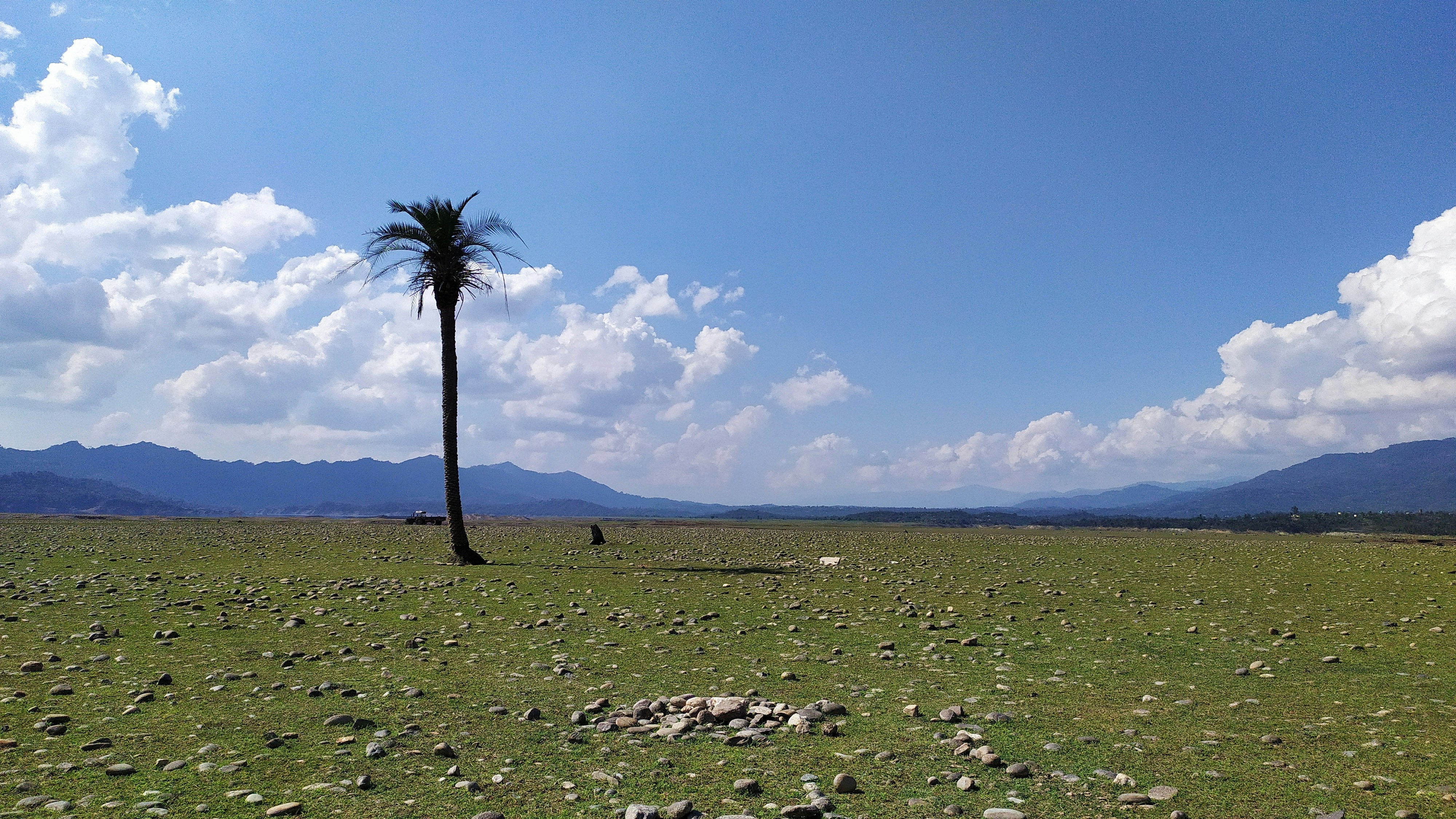 An alone tree