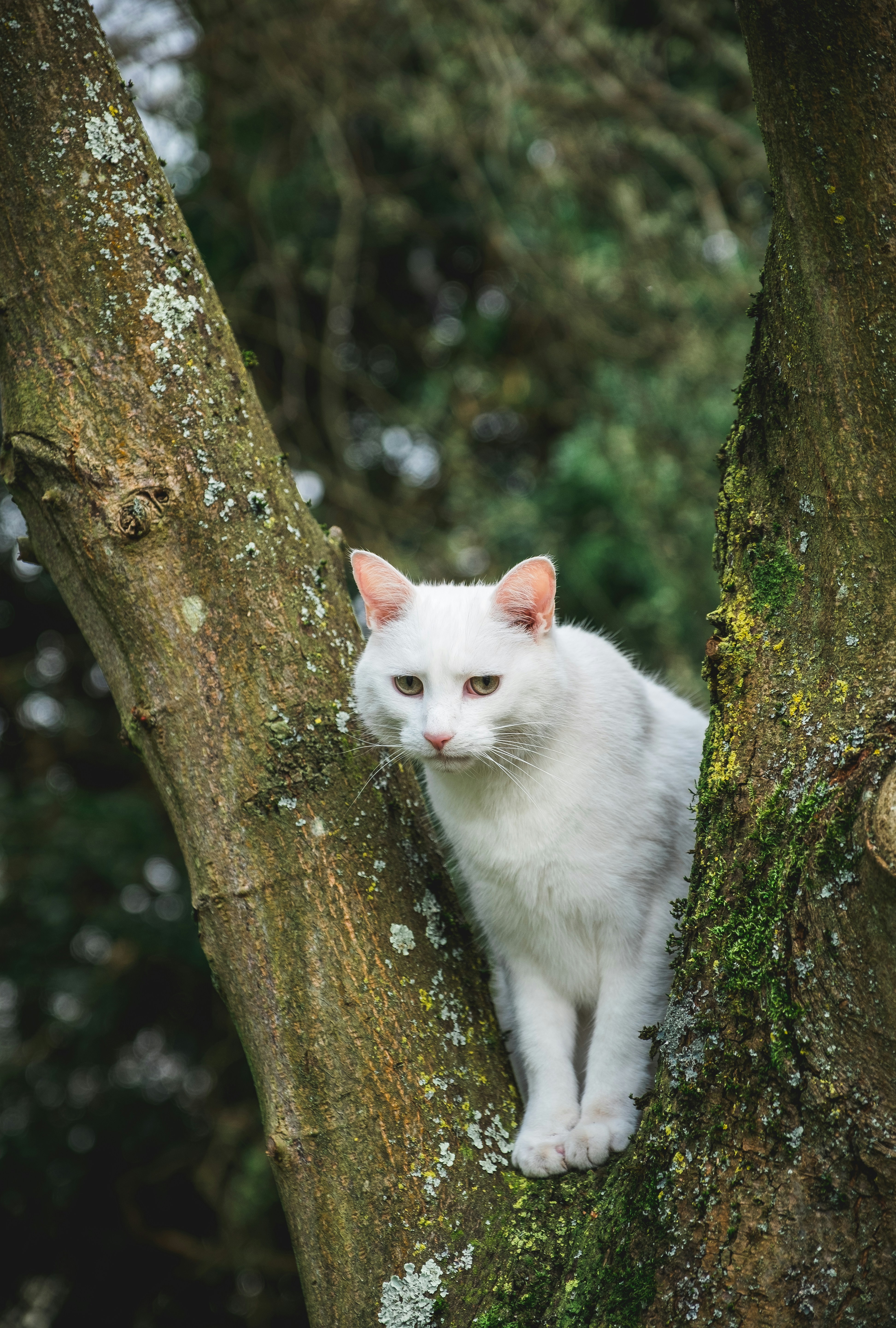 white cat on tree trunk