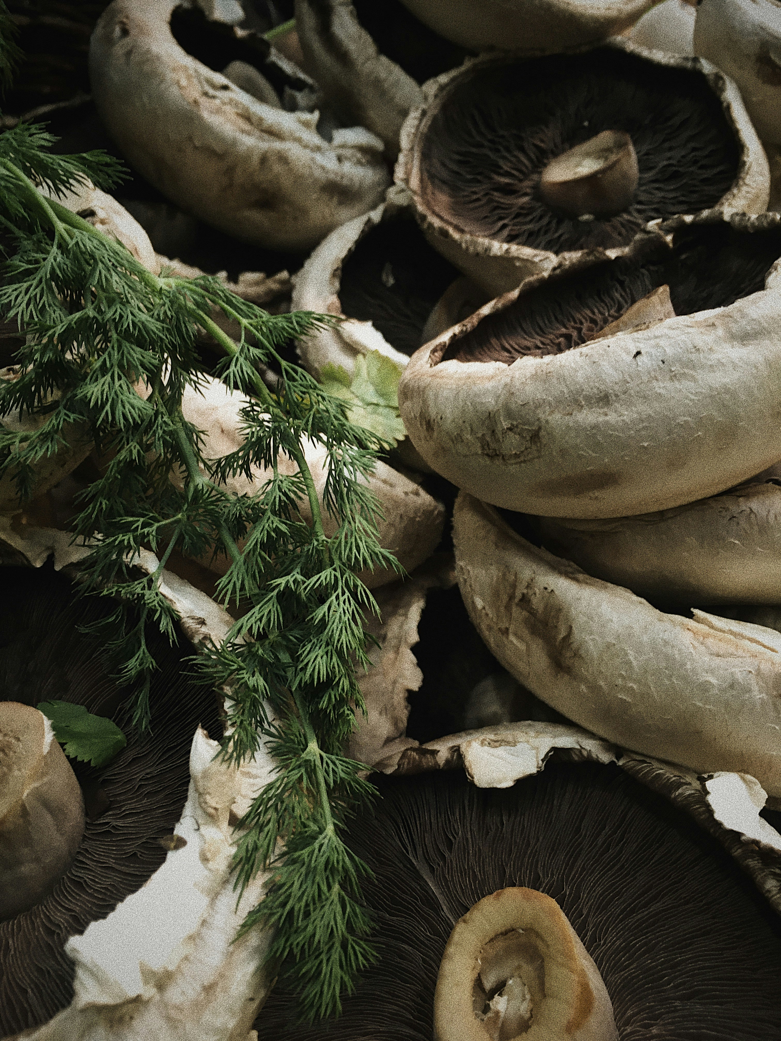 Mushroom choir: concentric caps and fern accents in a forest floor still life
