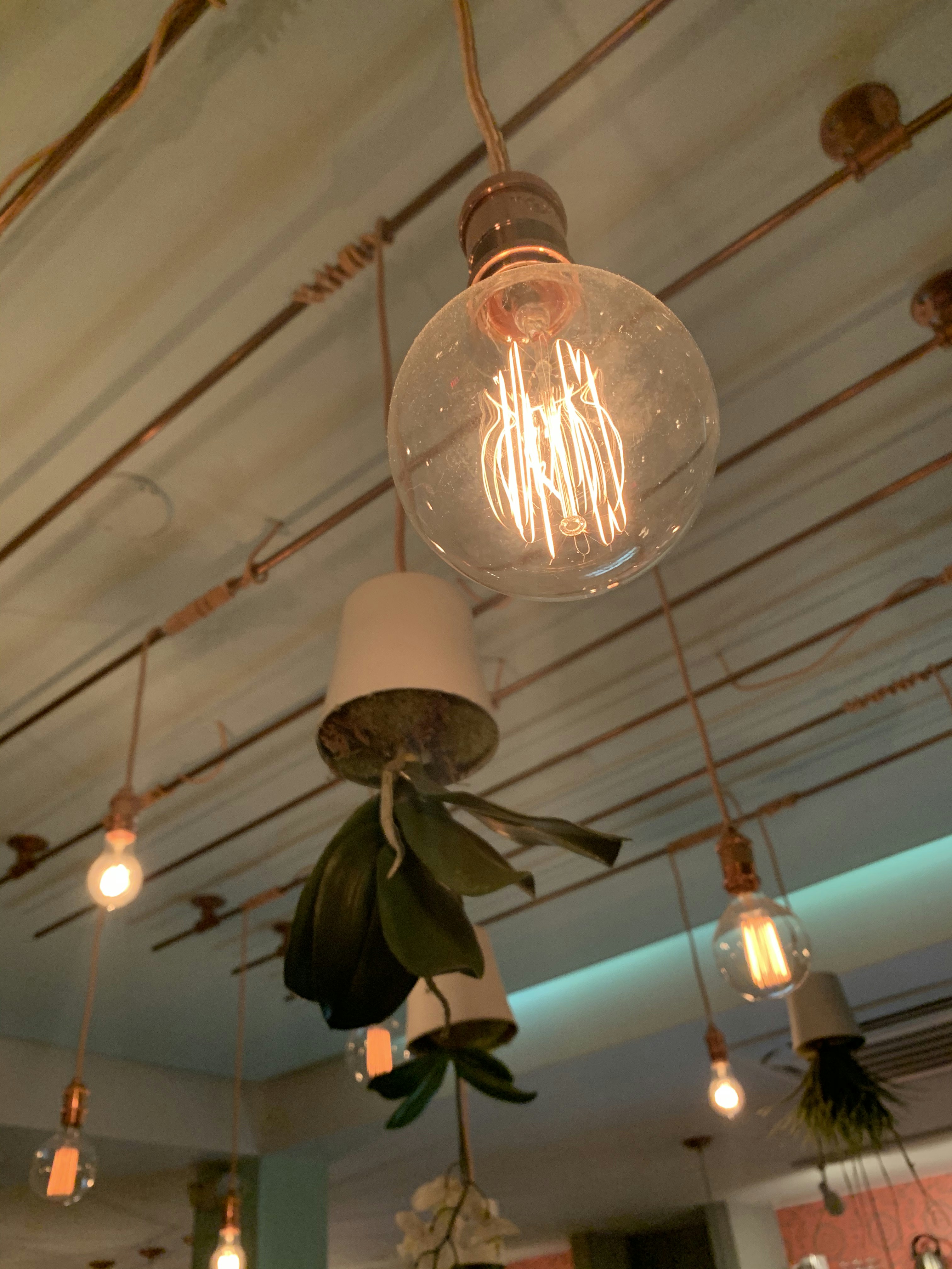 Glowing Bulbs and Hanging Plants in a Cozy Retrofit