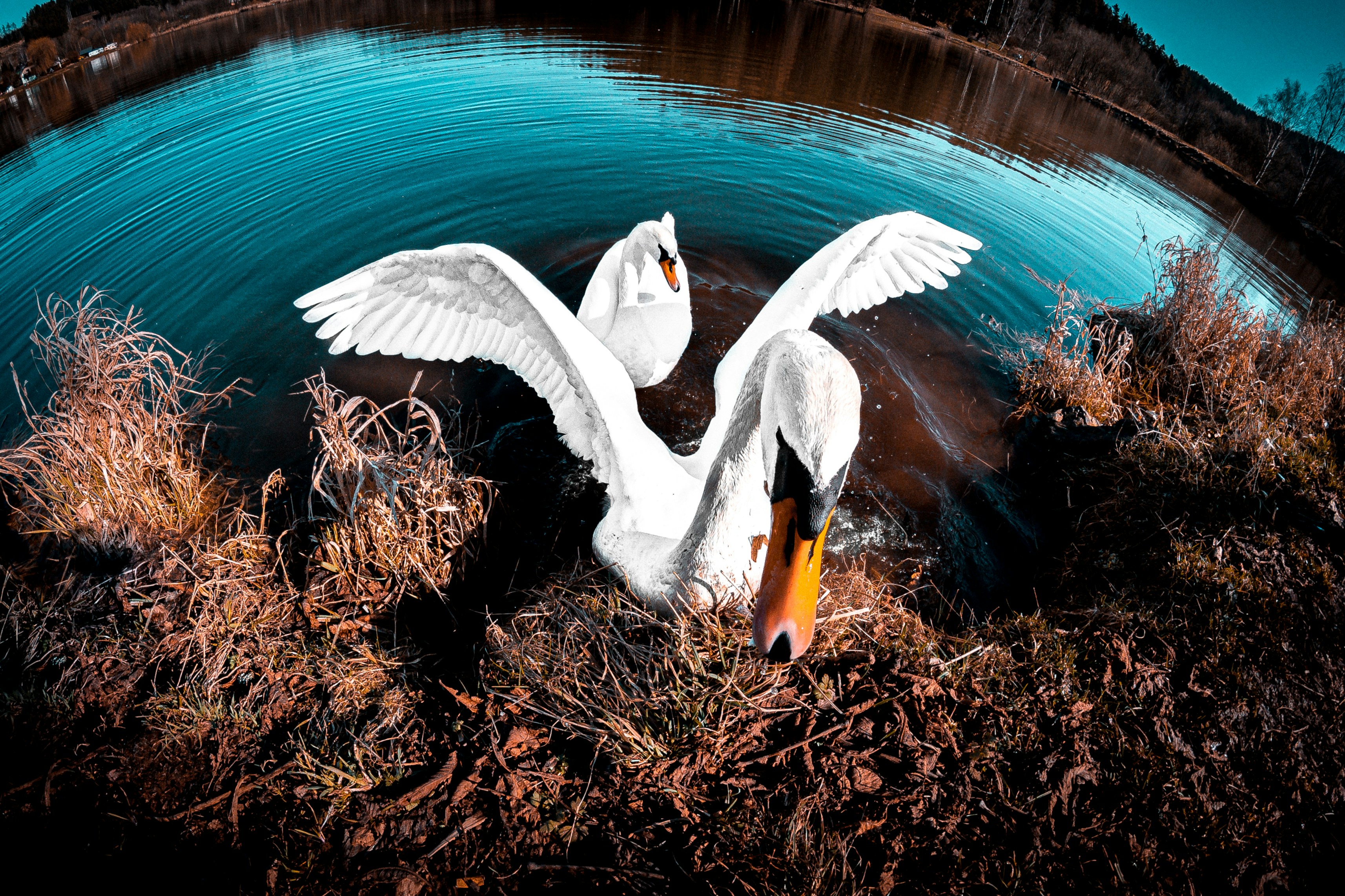 Twin Swans Unfurl Wings Over a Turquoise Pond