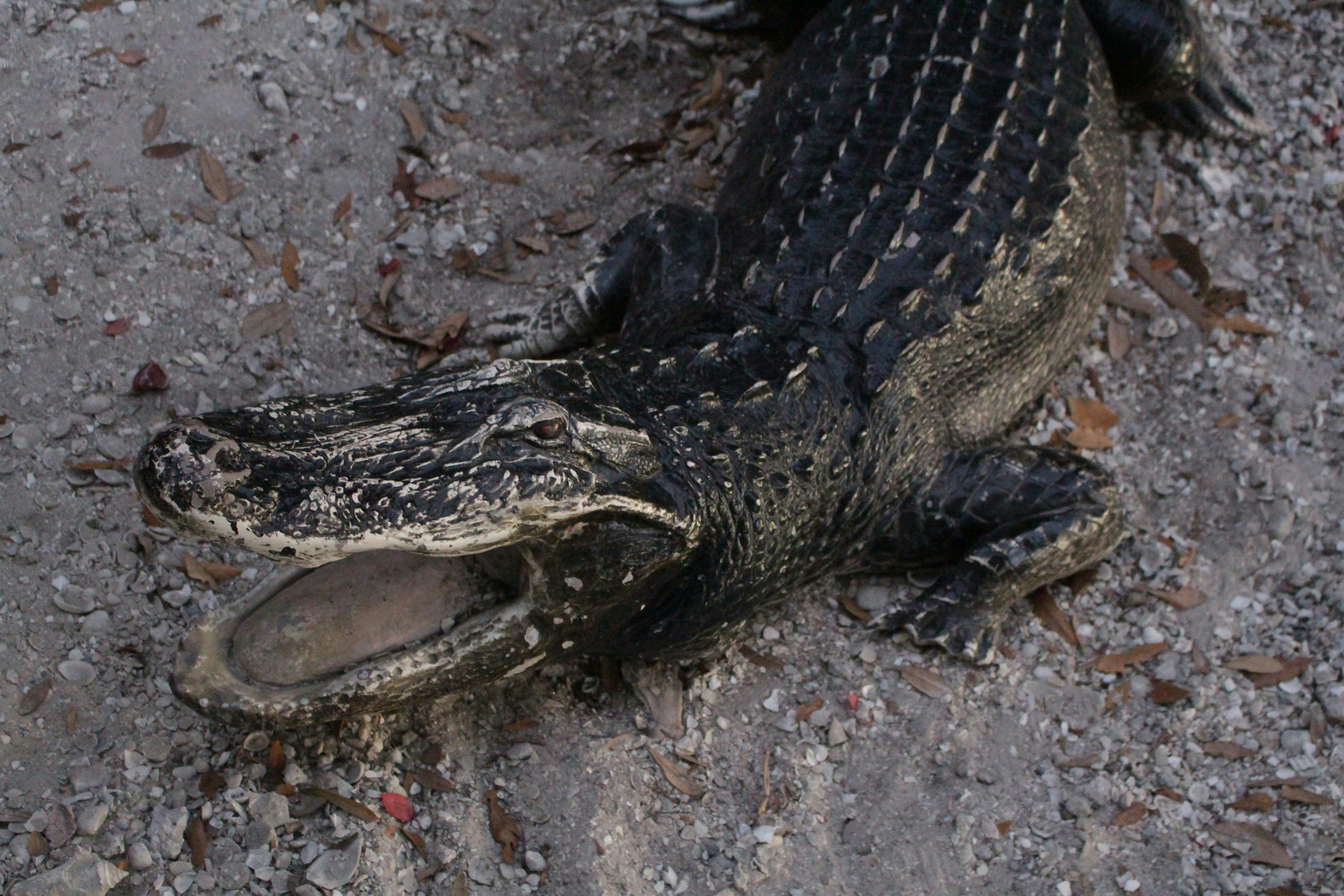 Jadon Kelly (@jado_tornado) | Unsplash Photo Community